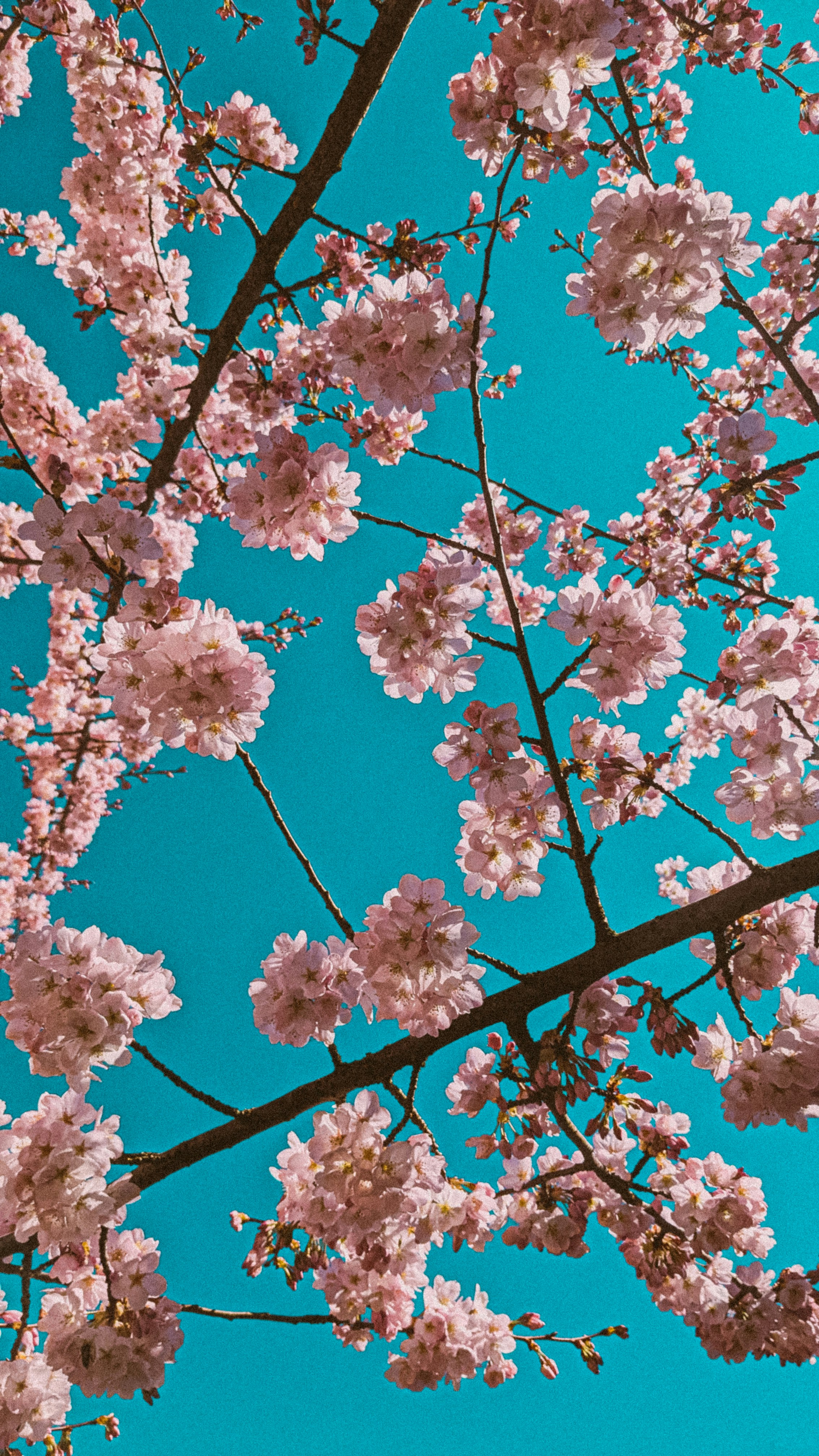 Anna Hopkins (@annaleighhopkins) | Comunidade de fotos da Unsplash