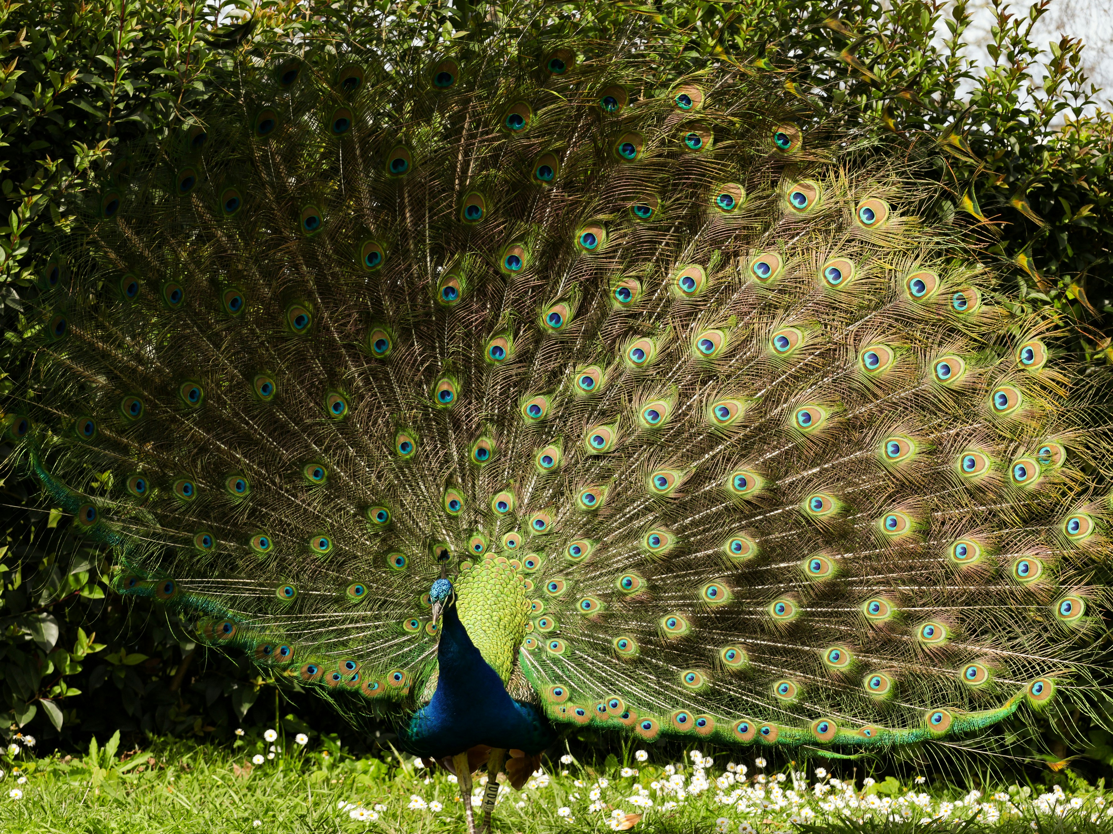 Center Stage Peacock: Garden Spotlight on Velvet Blues and Golds