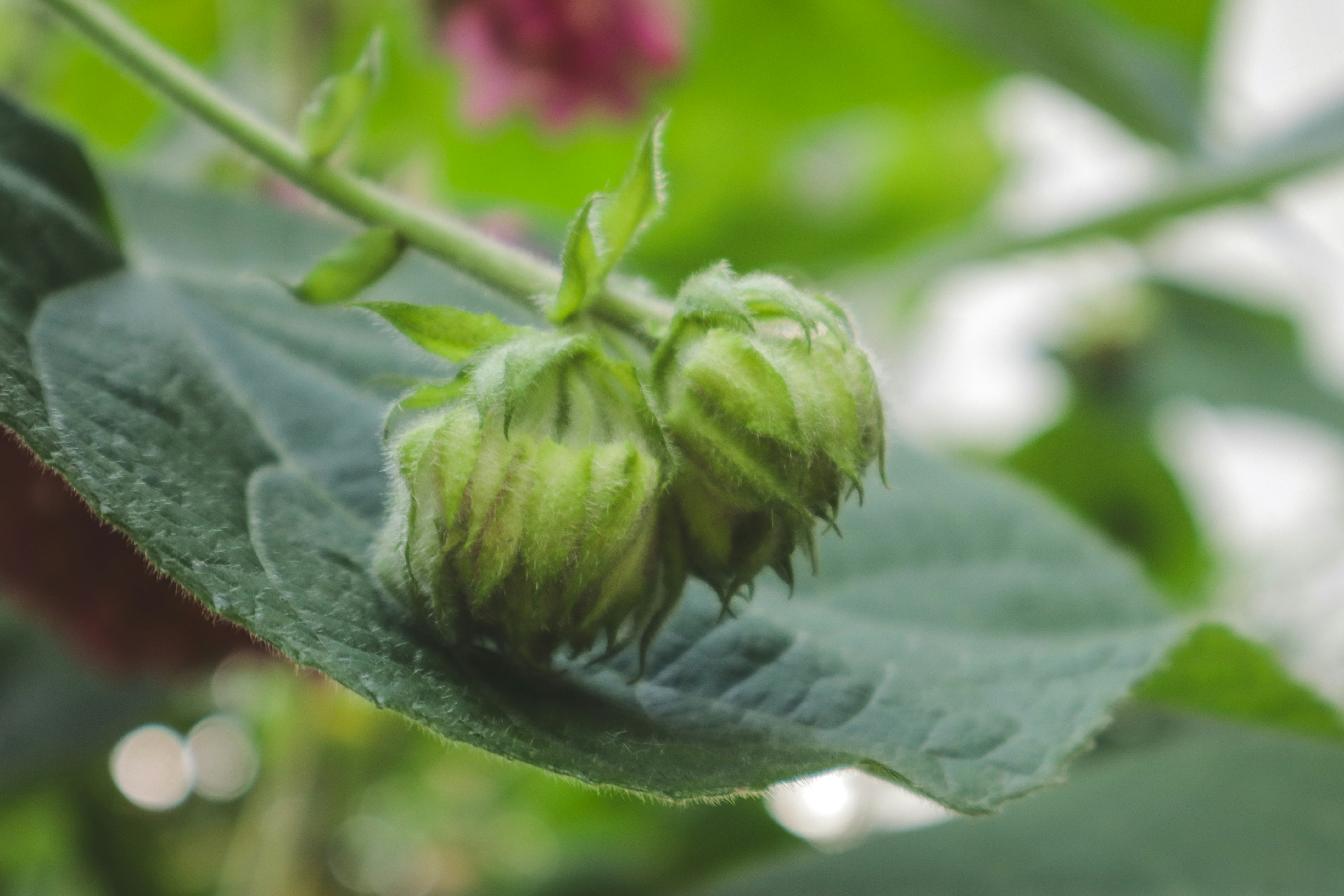 A close up of a flower bud on a plant photo – Free Seoul botanic park ...