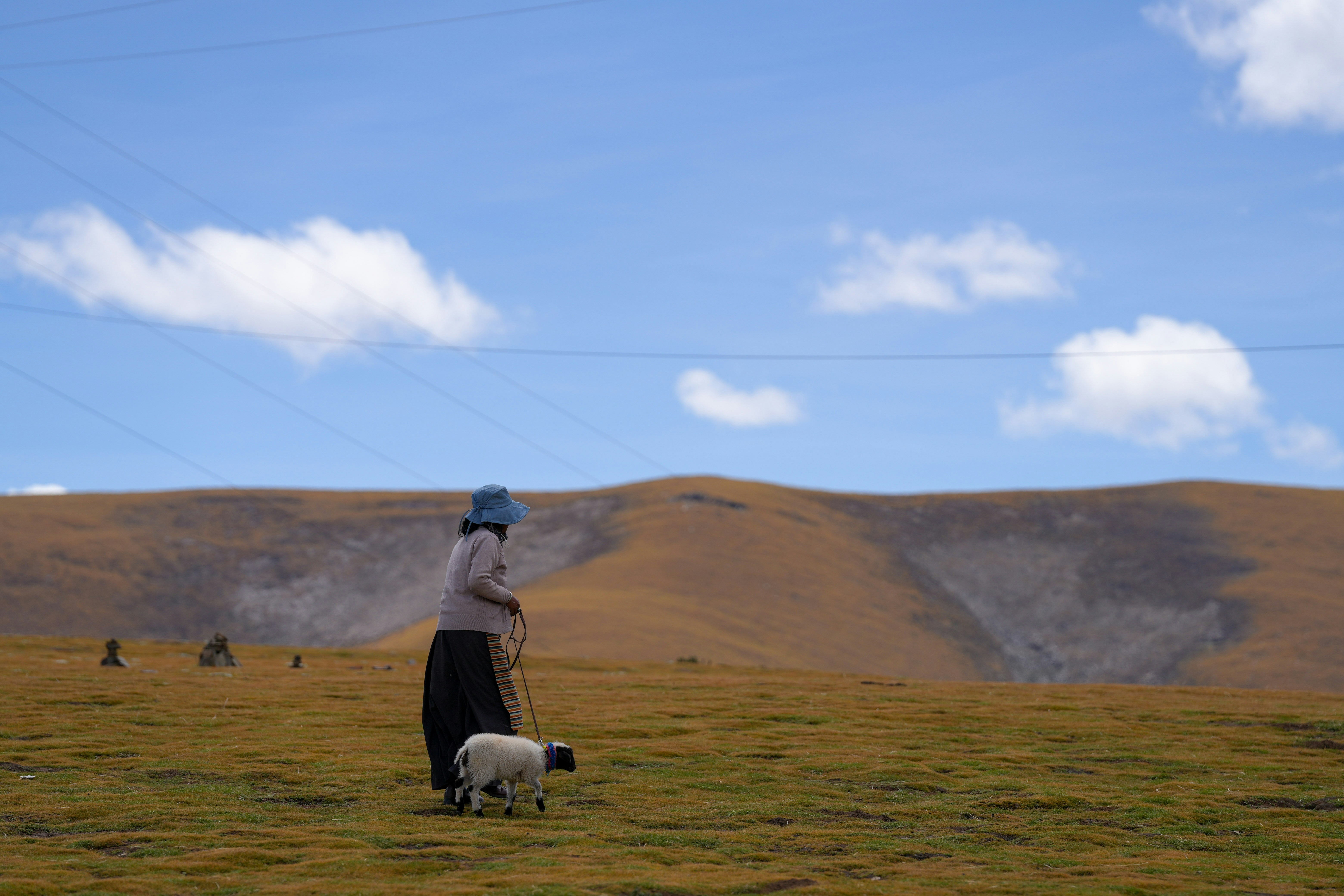 A woman is walking with a sheep in a field photo – Free Land Image on ...