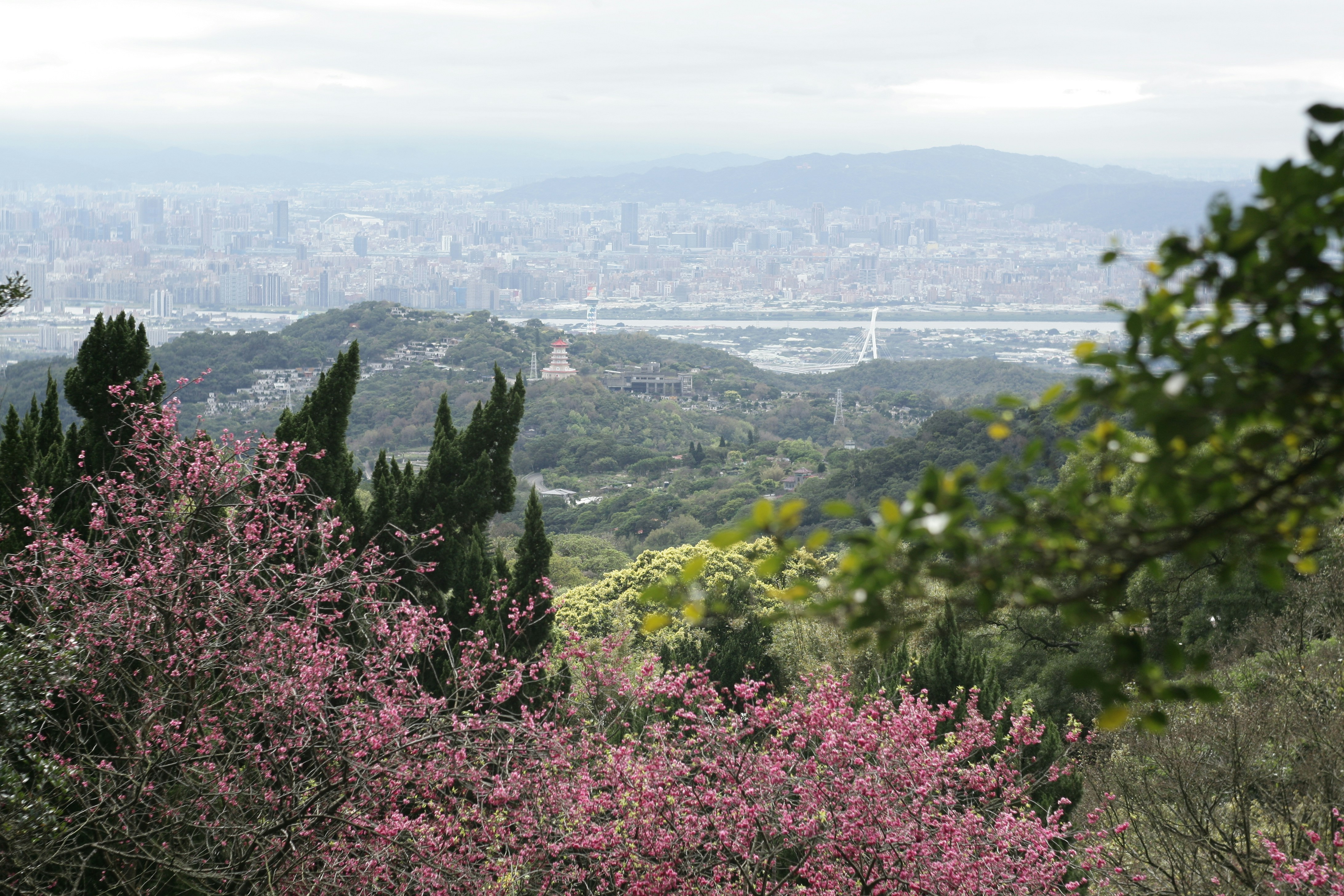 Distant Skyline Framed by a Blooming Ridge