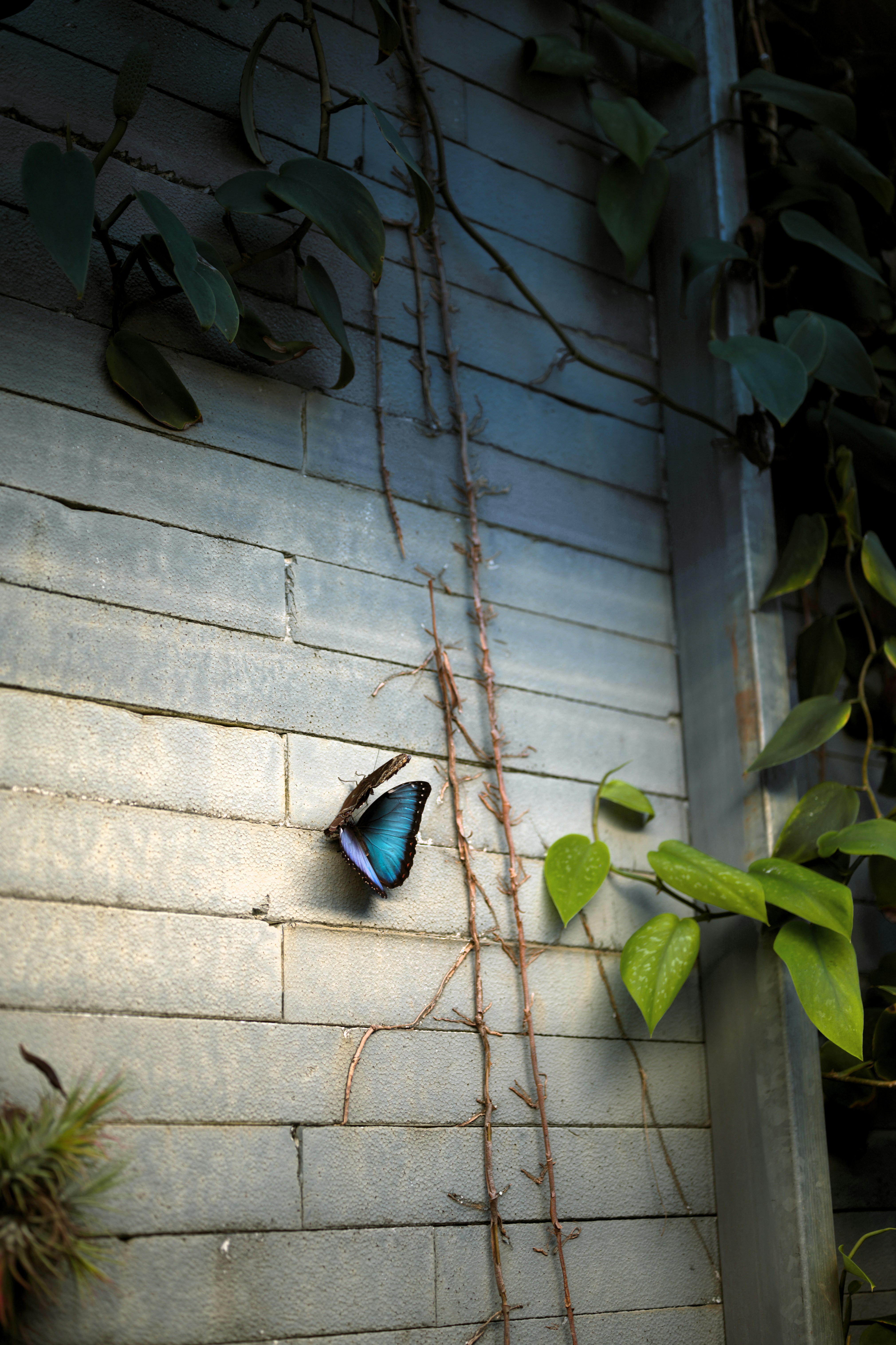 Vivid blue butterfly resting on weathered siding with creeping vines
