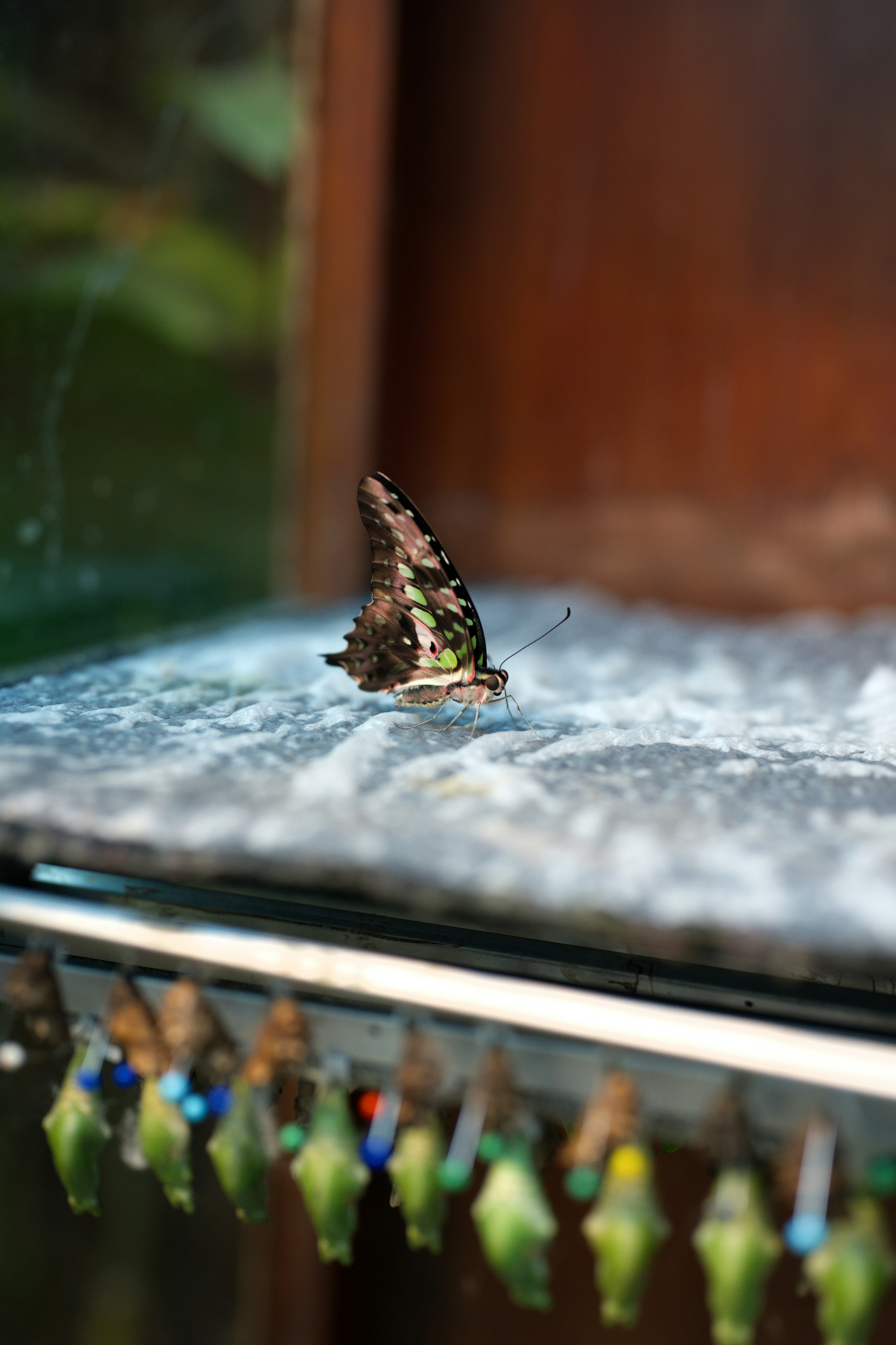 Butterfly on a Windowpane: A Quiet Moment in Glass and Wood