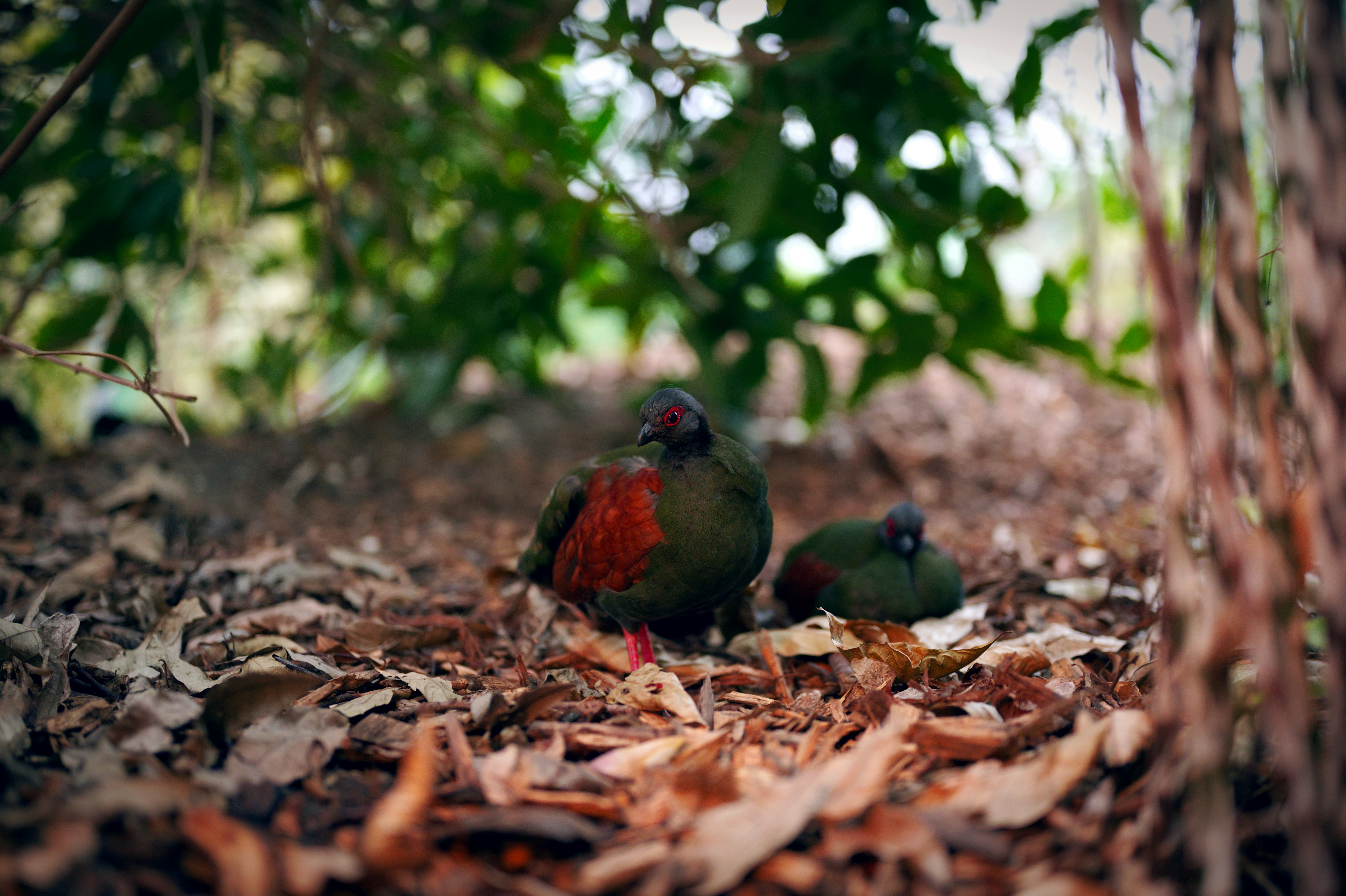 Two vibrant birds foraging among a carpet of leaves in a lush forest setting.