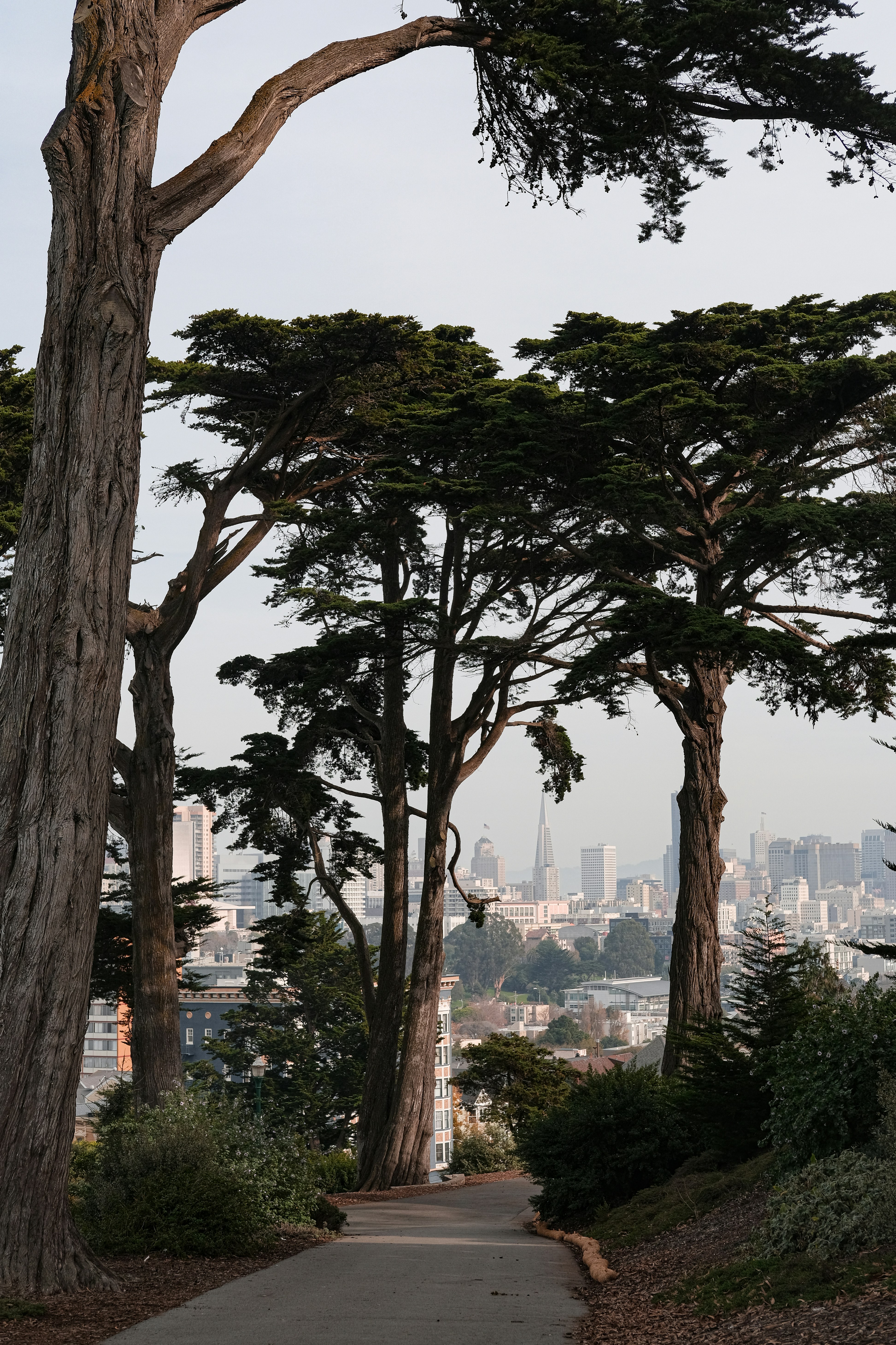 Framed Ascent: A Path Through Pines to the Distant City