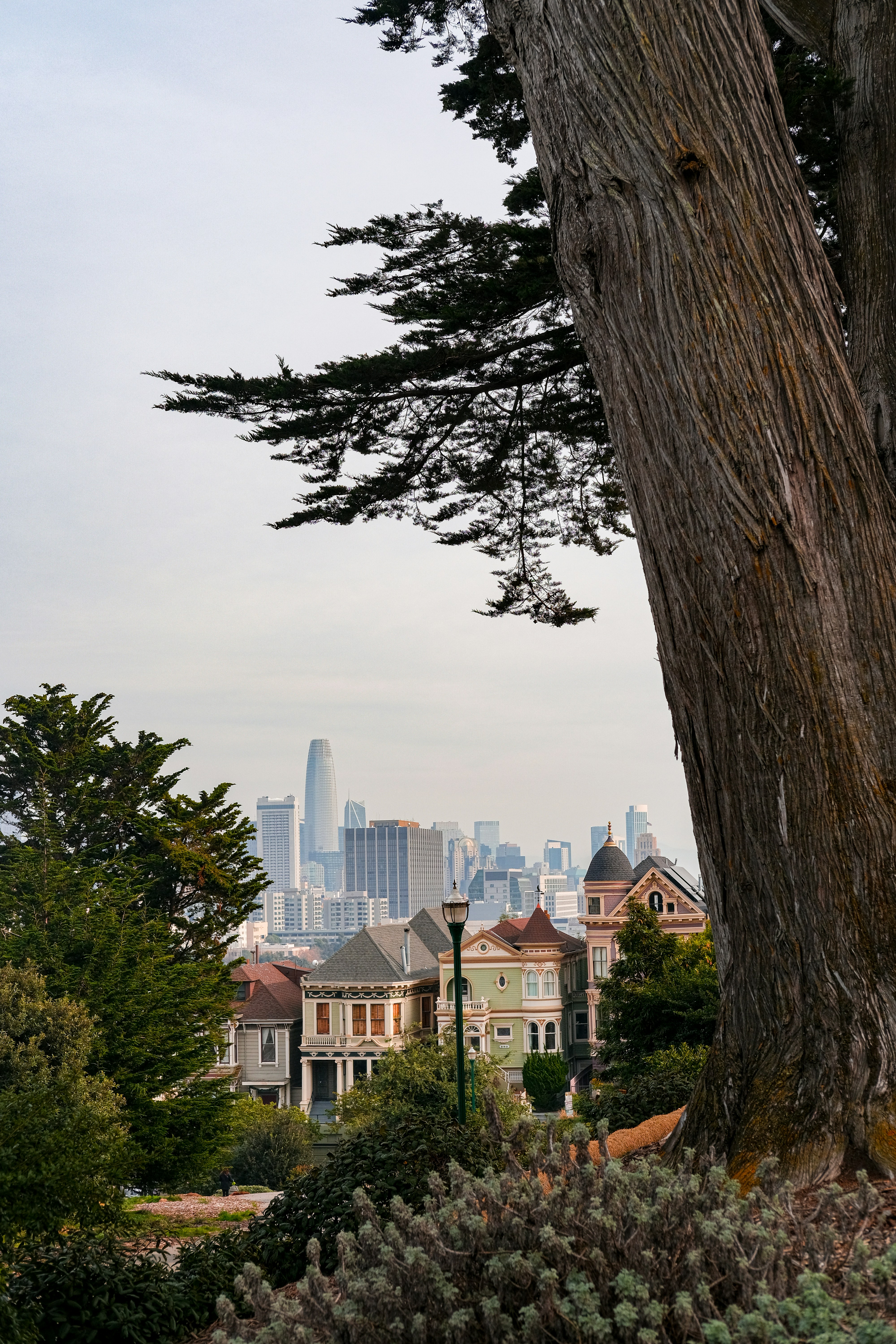 Pastel Victorians Framed by a Towering Cedar Against San Francisco's Skyline
