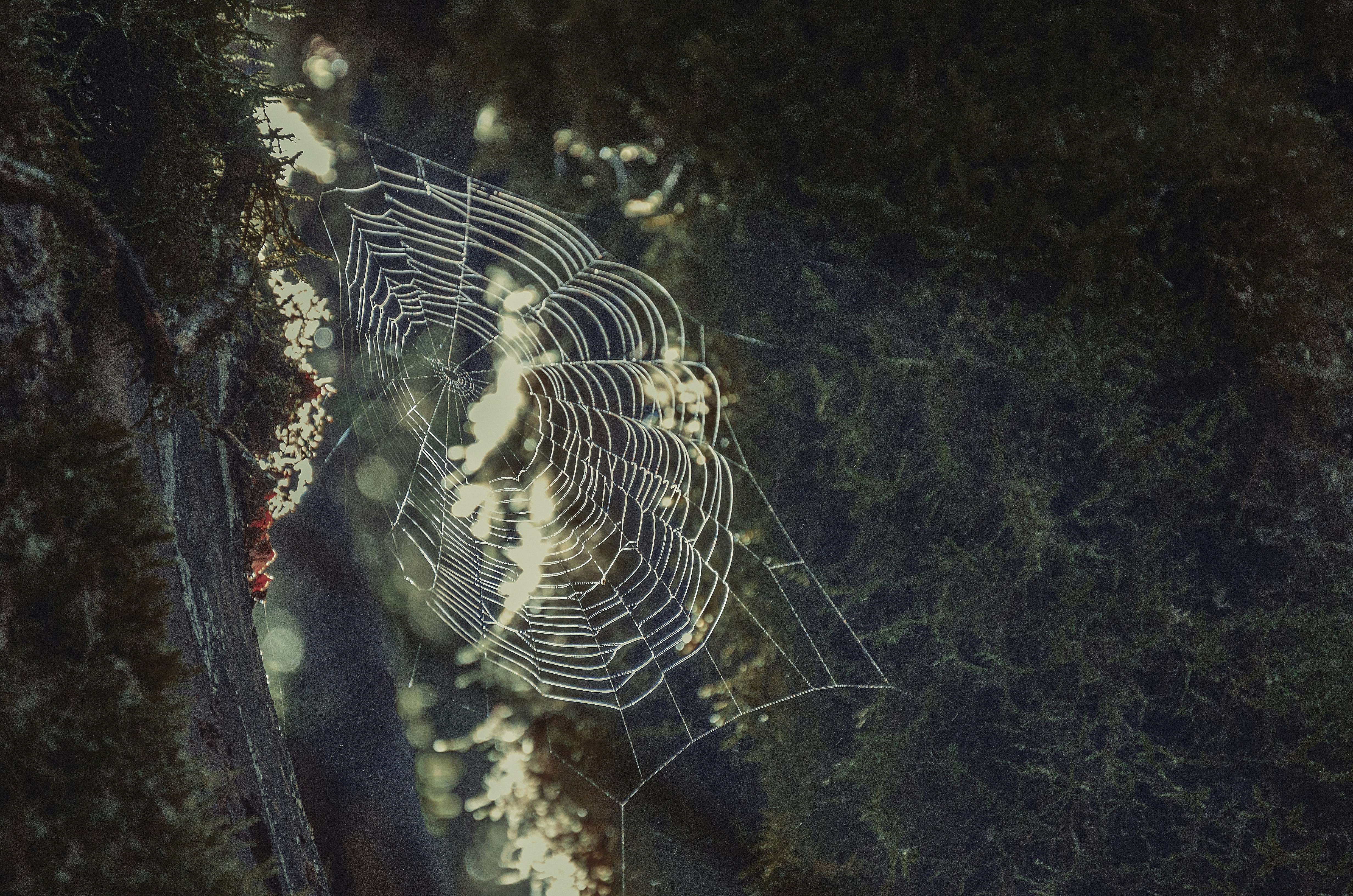 A spider web hanging from the side of a tree photo – Free Arachnid ...
