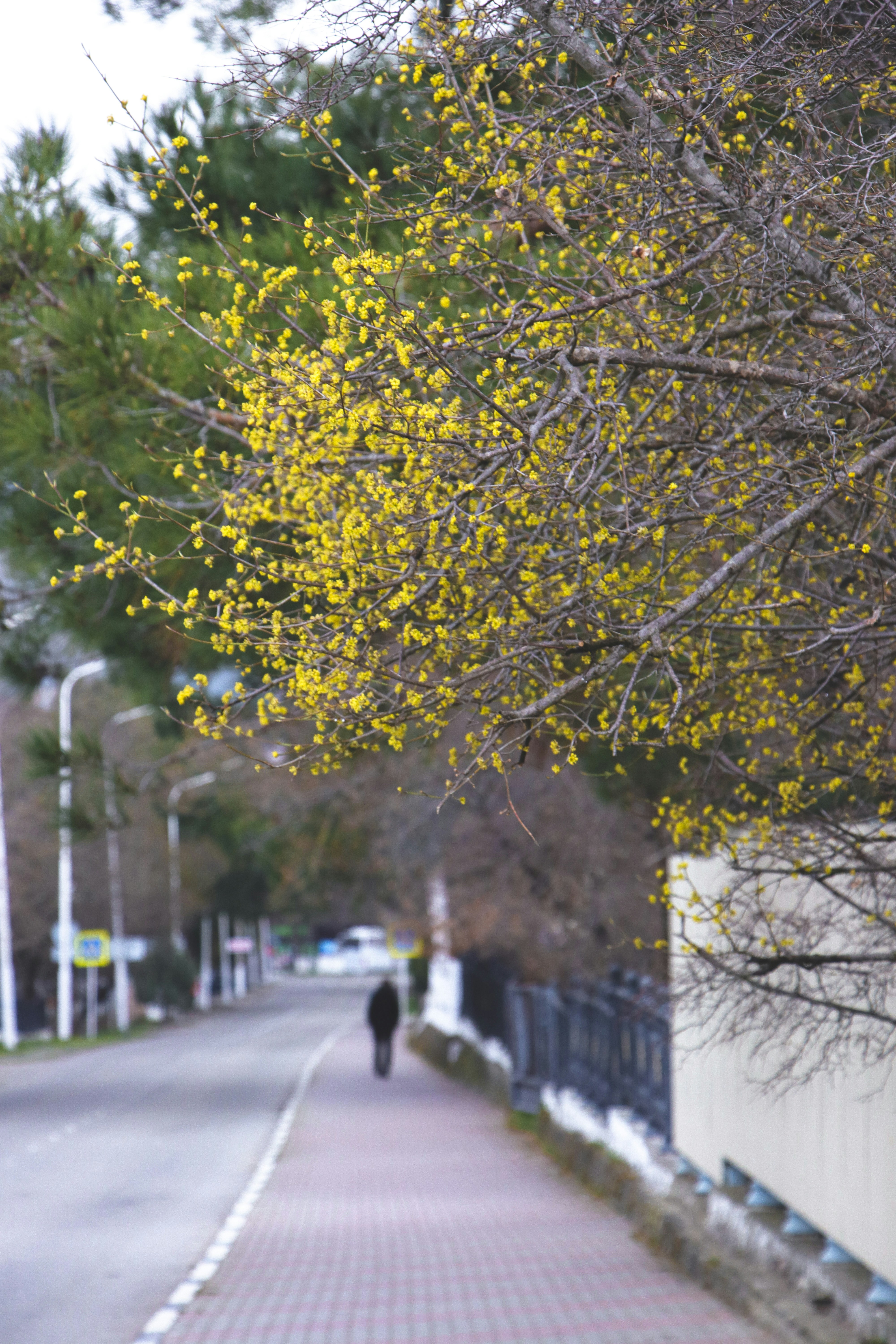 Yellow Blossoms Framing a Quiet City Street