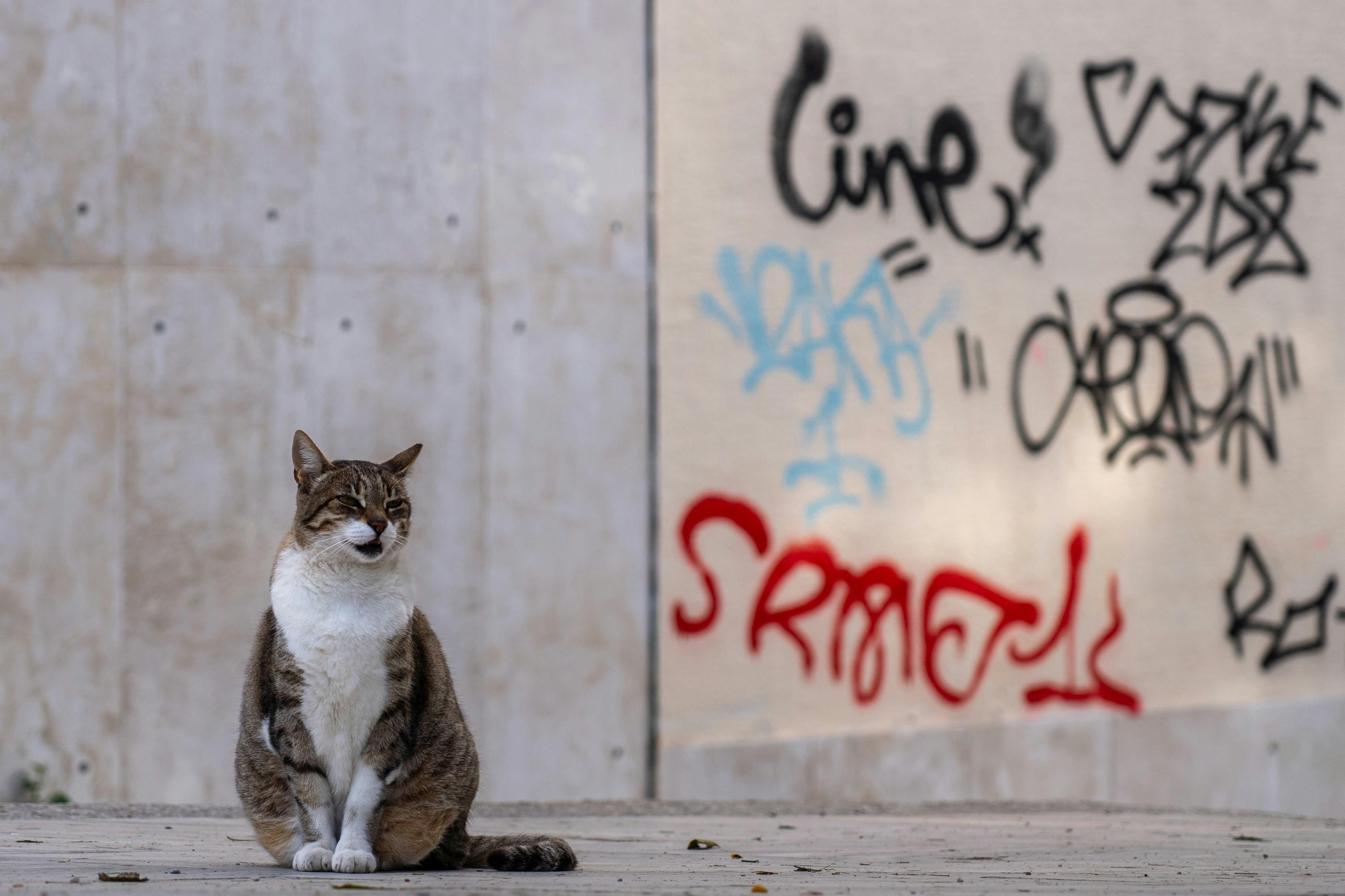 Concrete Tableau: The Street Cat's Quiet Vigil Beneath Graffiti Shadows