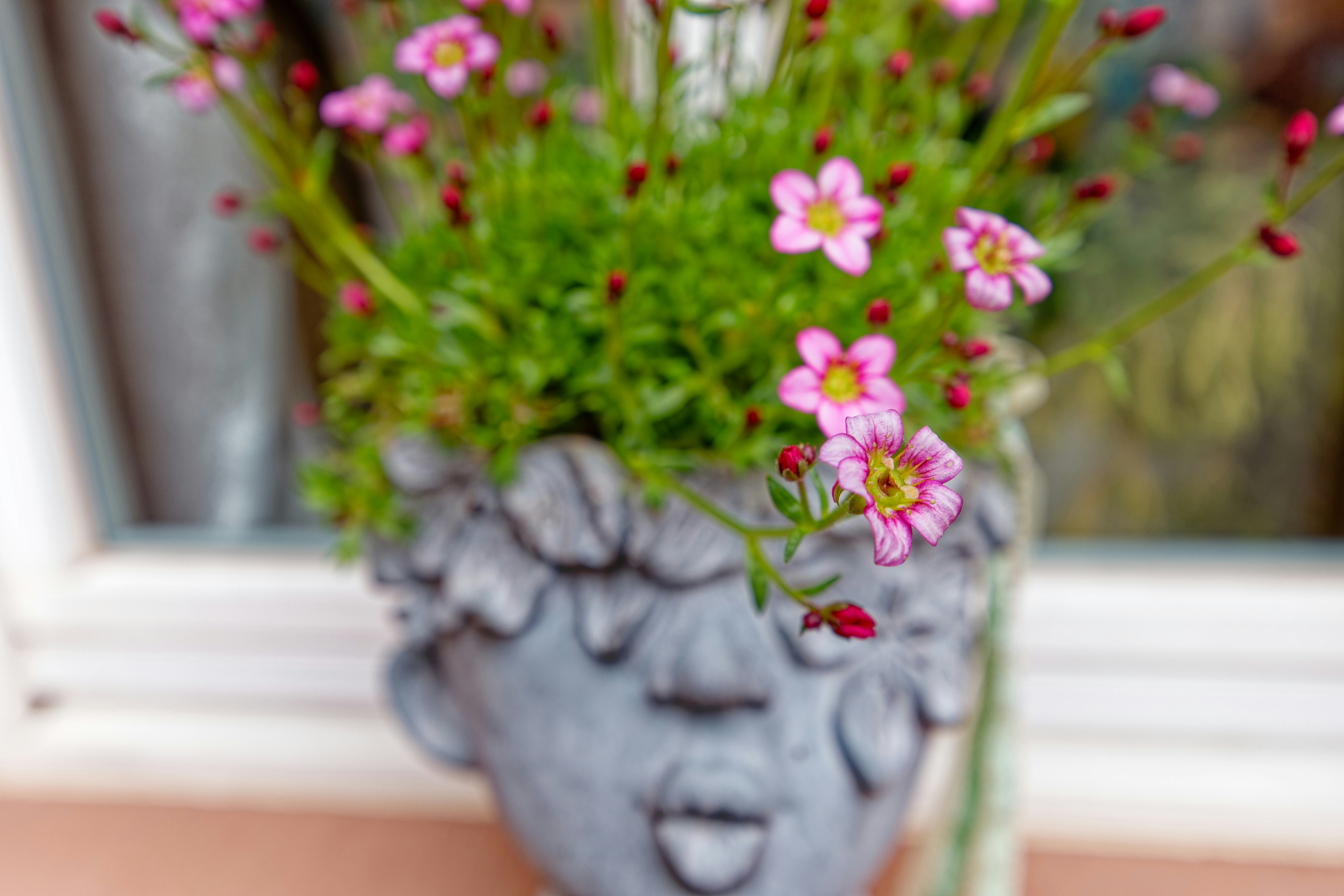 Portrait of a Petaled Guardian: Pink Blooms in a Ceramic Face Planter