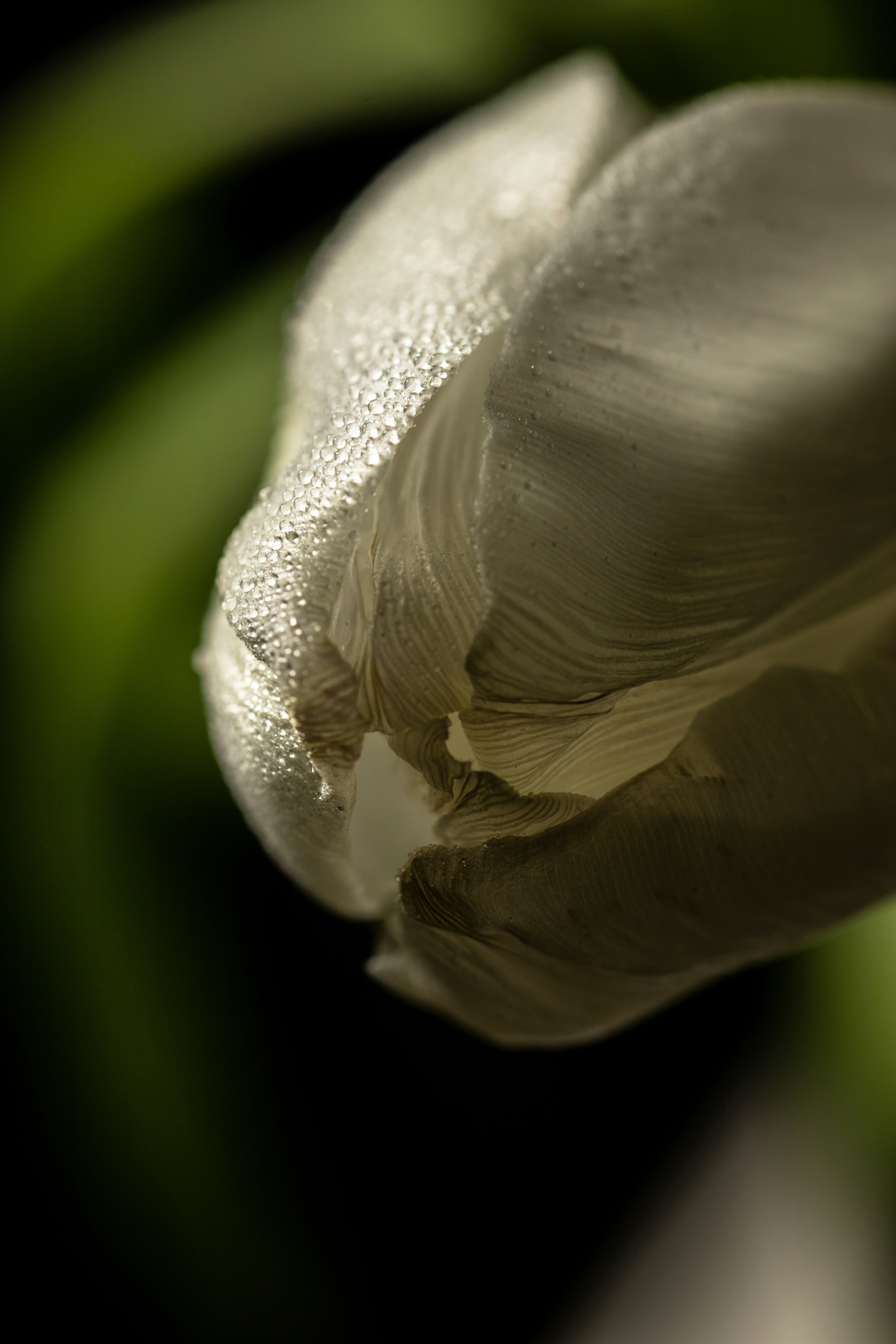Dew-Kissed Tulip Petal in Sepia Macro Light