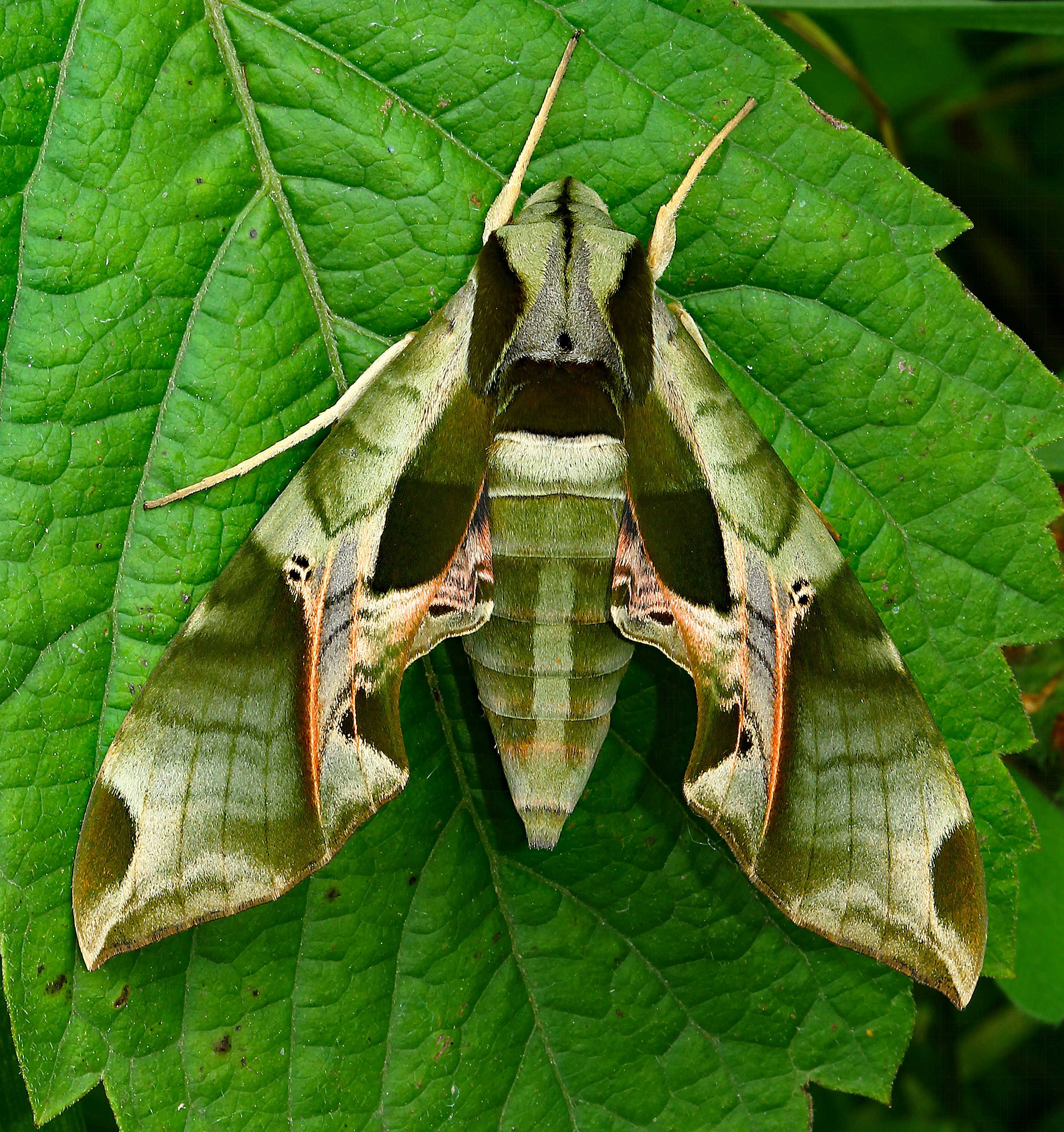 Nature's Camouflage: The Green Moth on Leaf