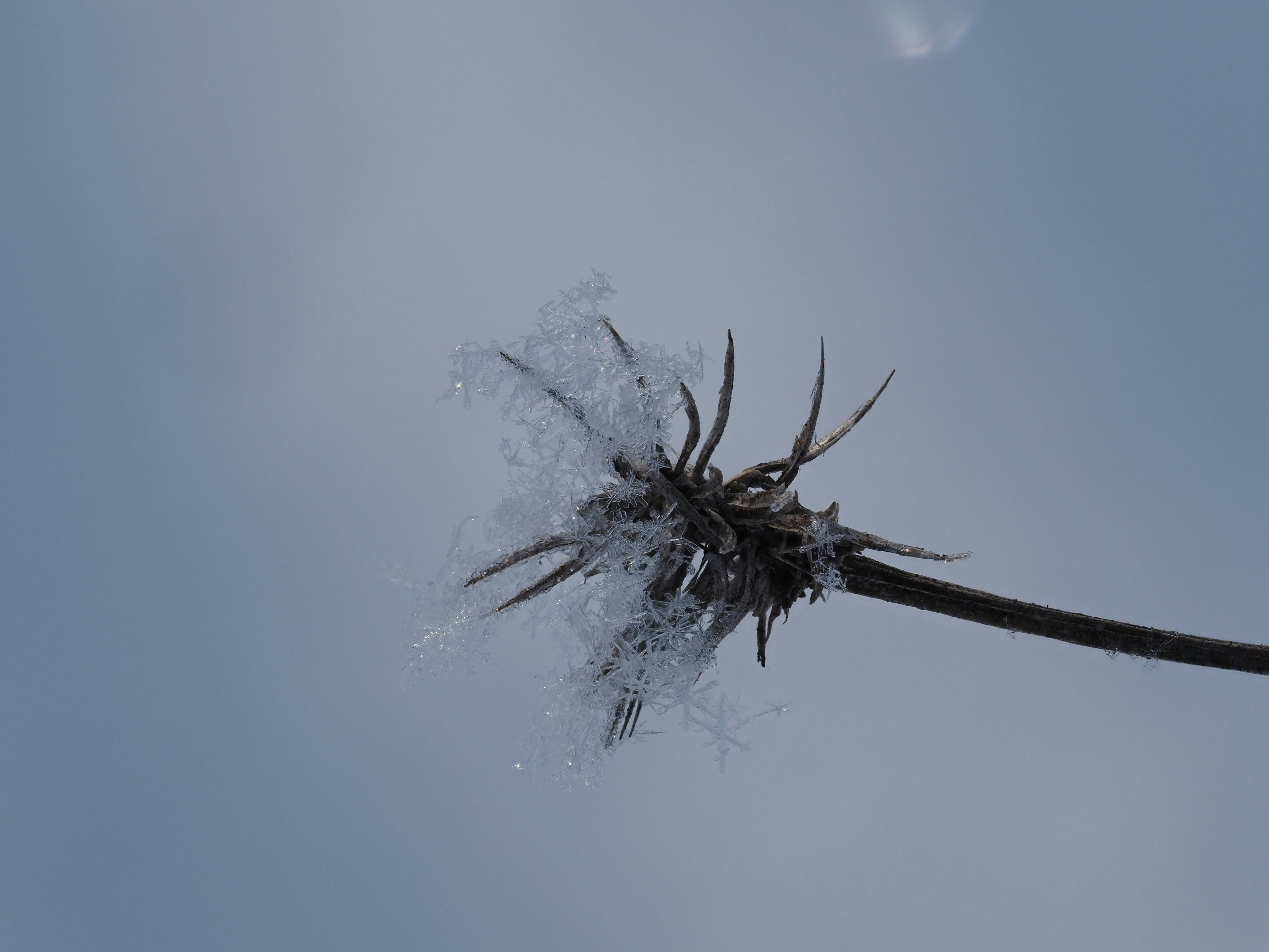 Nature's Icy Crown: A Frozen Blossom
