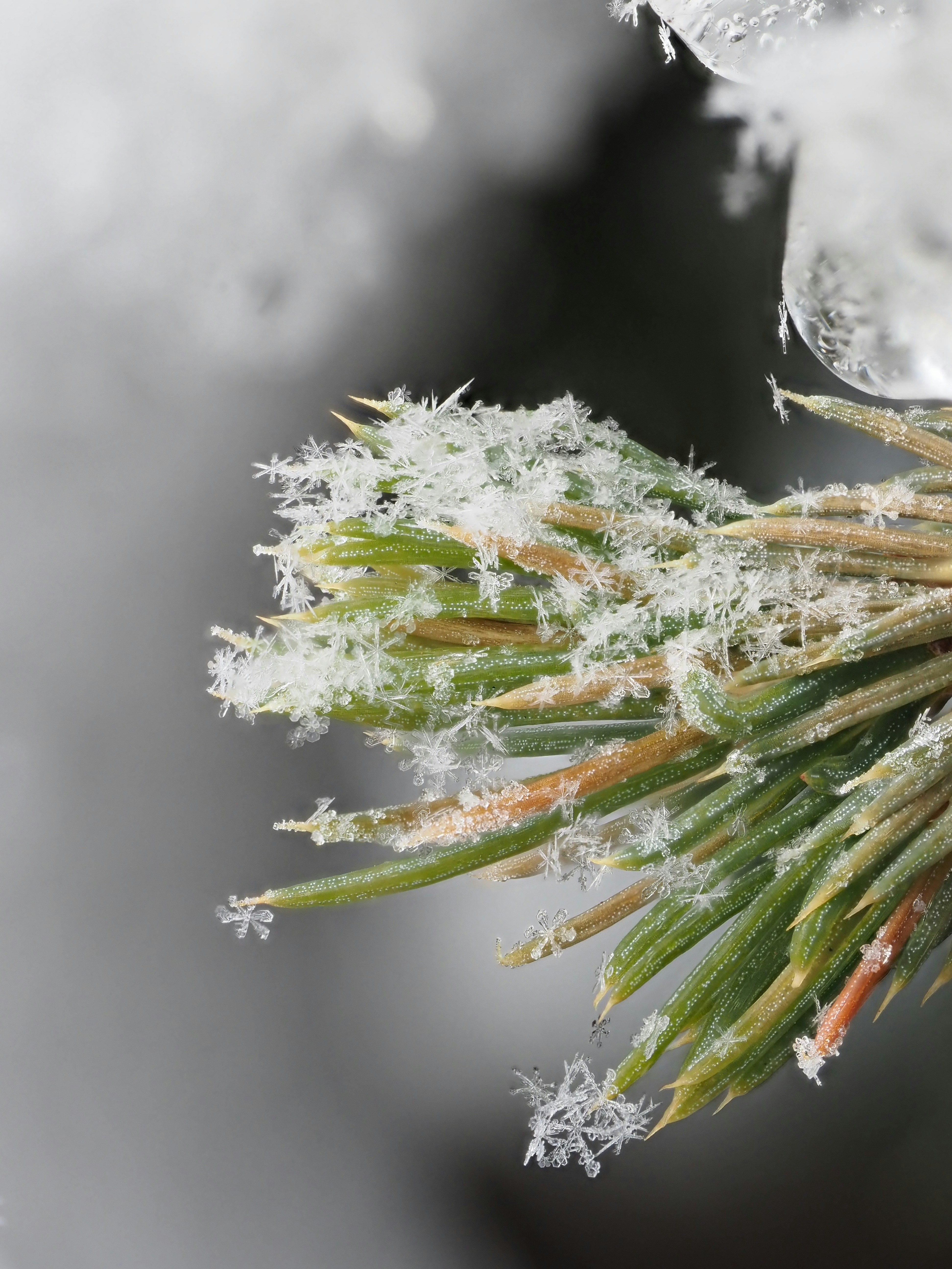 A close up of a plant with snow on it photo – Free Orenburg Image on ...