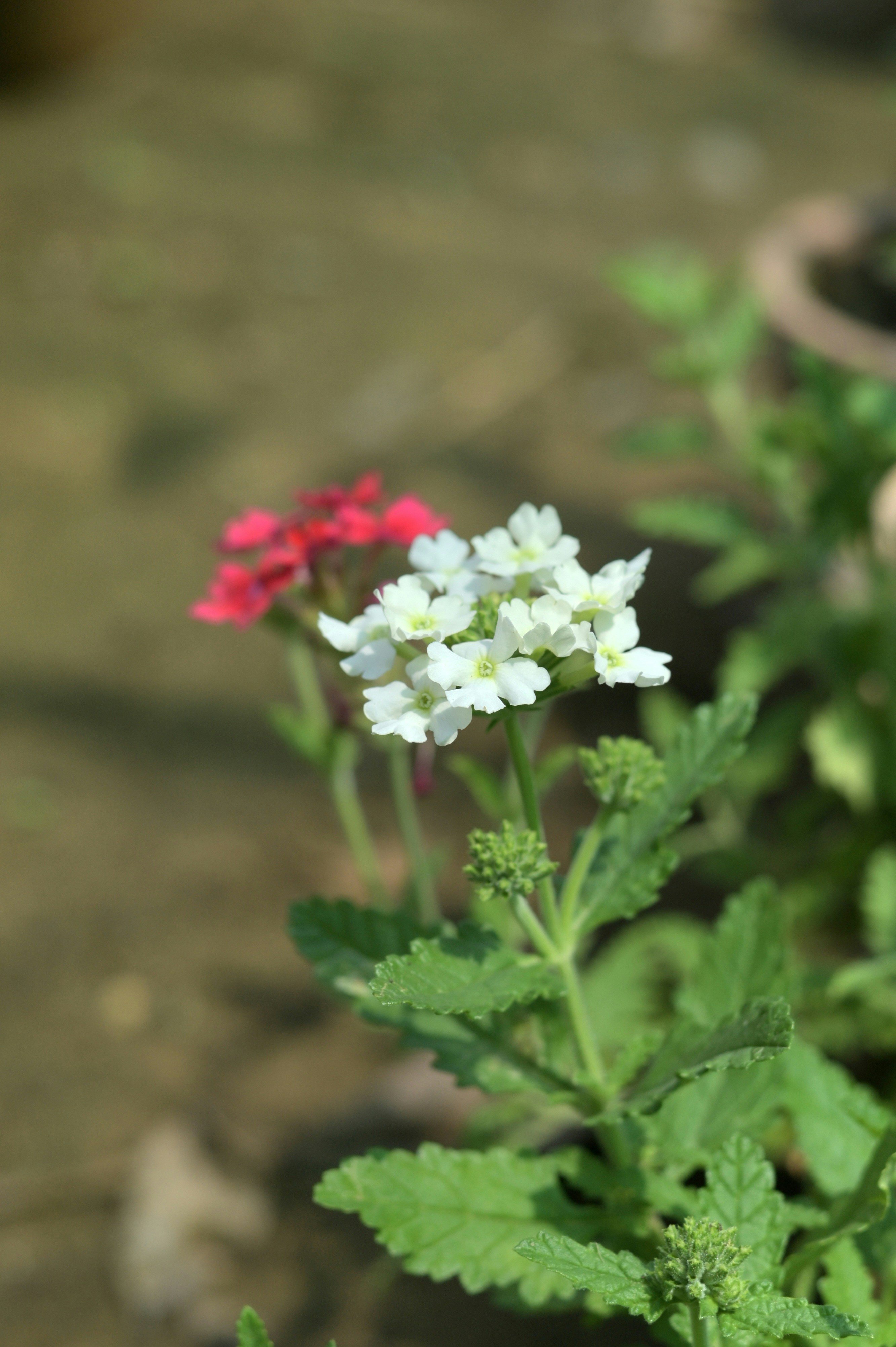 White Lantana in Sharp Focus Against a Soft Garden Blur