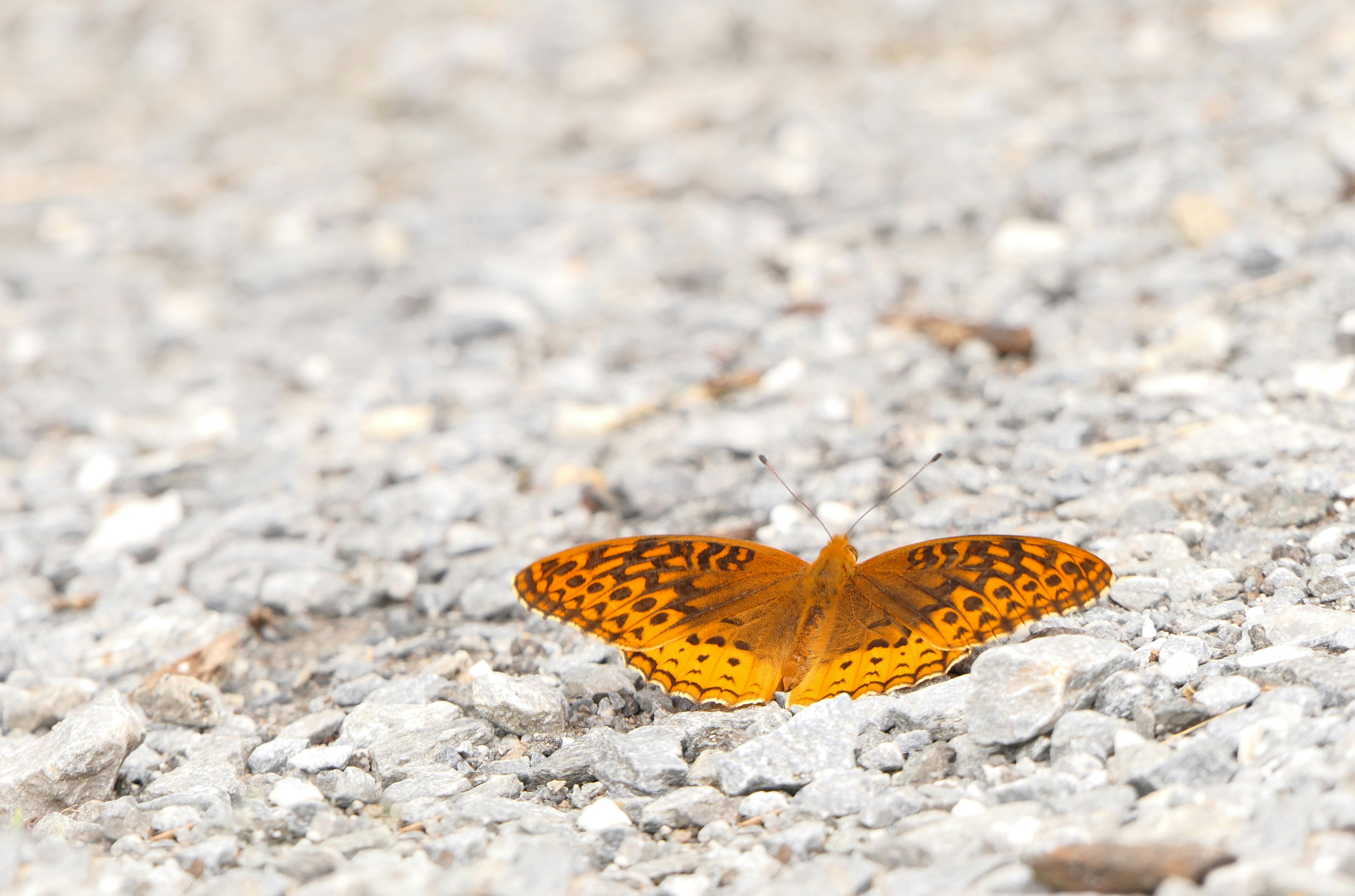 A small orange butterfly sitting on the ground photo – Free Butterfly ...