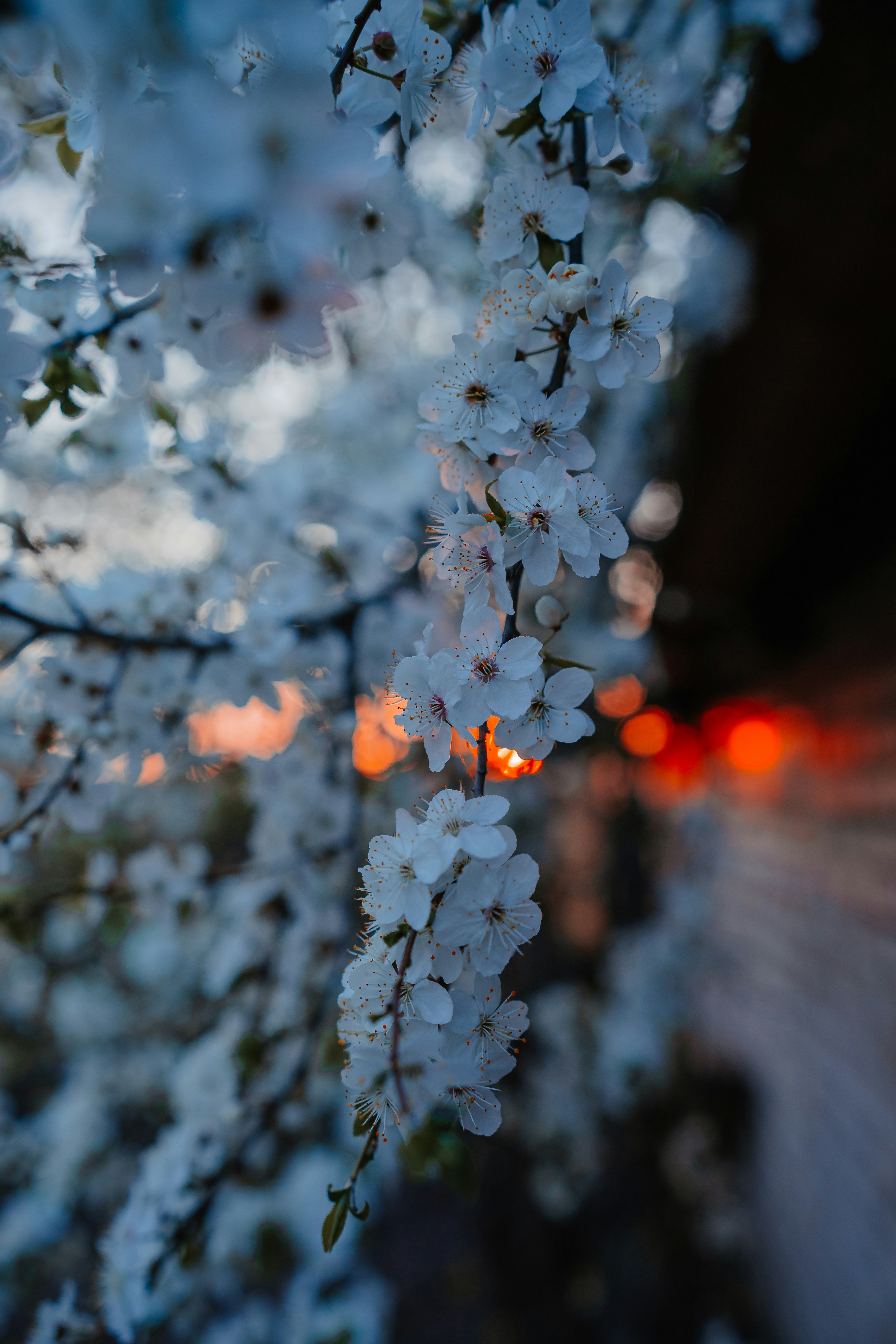 Blue Cascade: Blossoms Framing a Velvet Evening