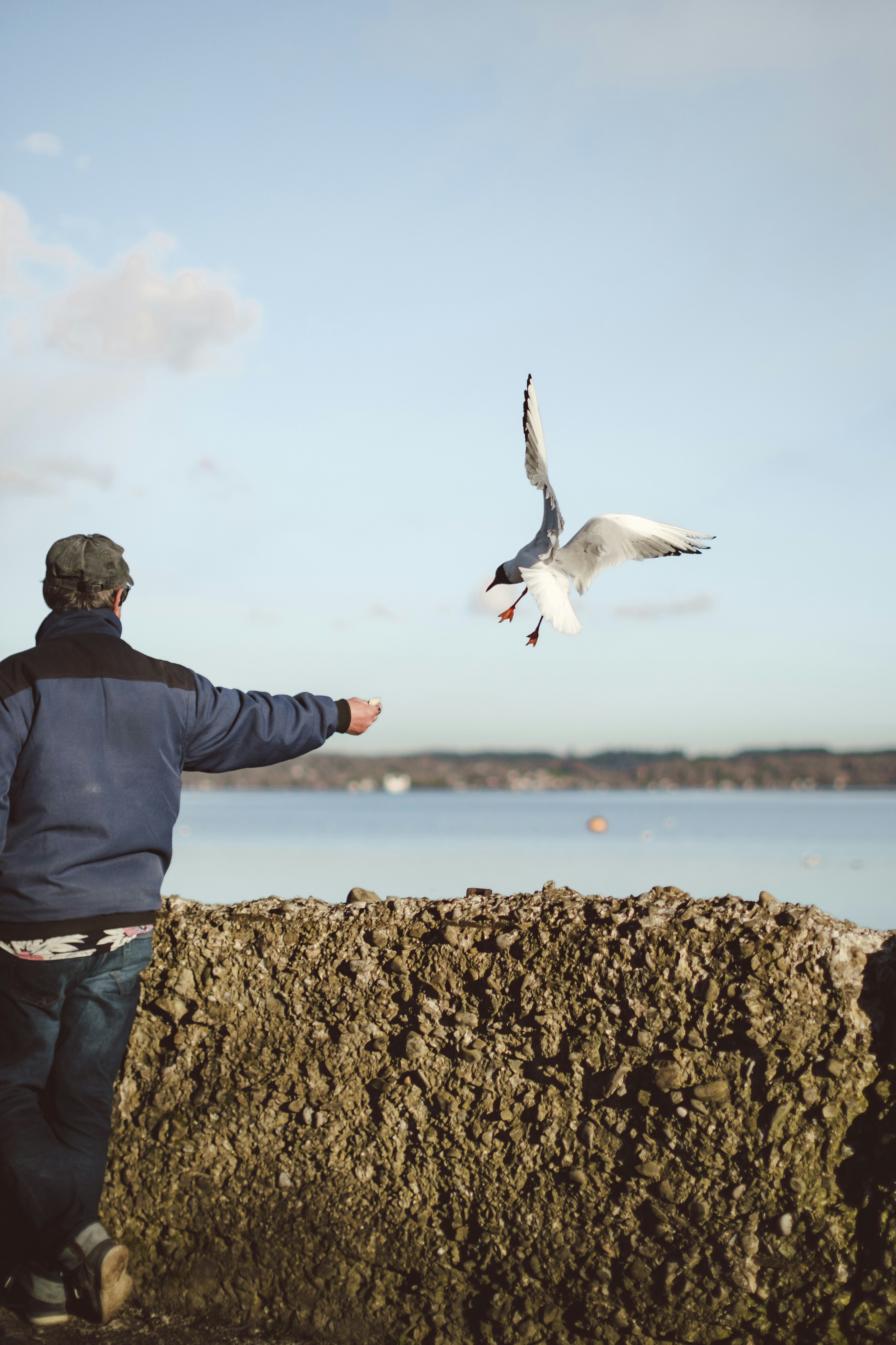 A man standing next to a seagull flying in the sky photo – Free Grey ...