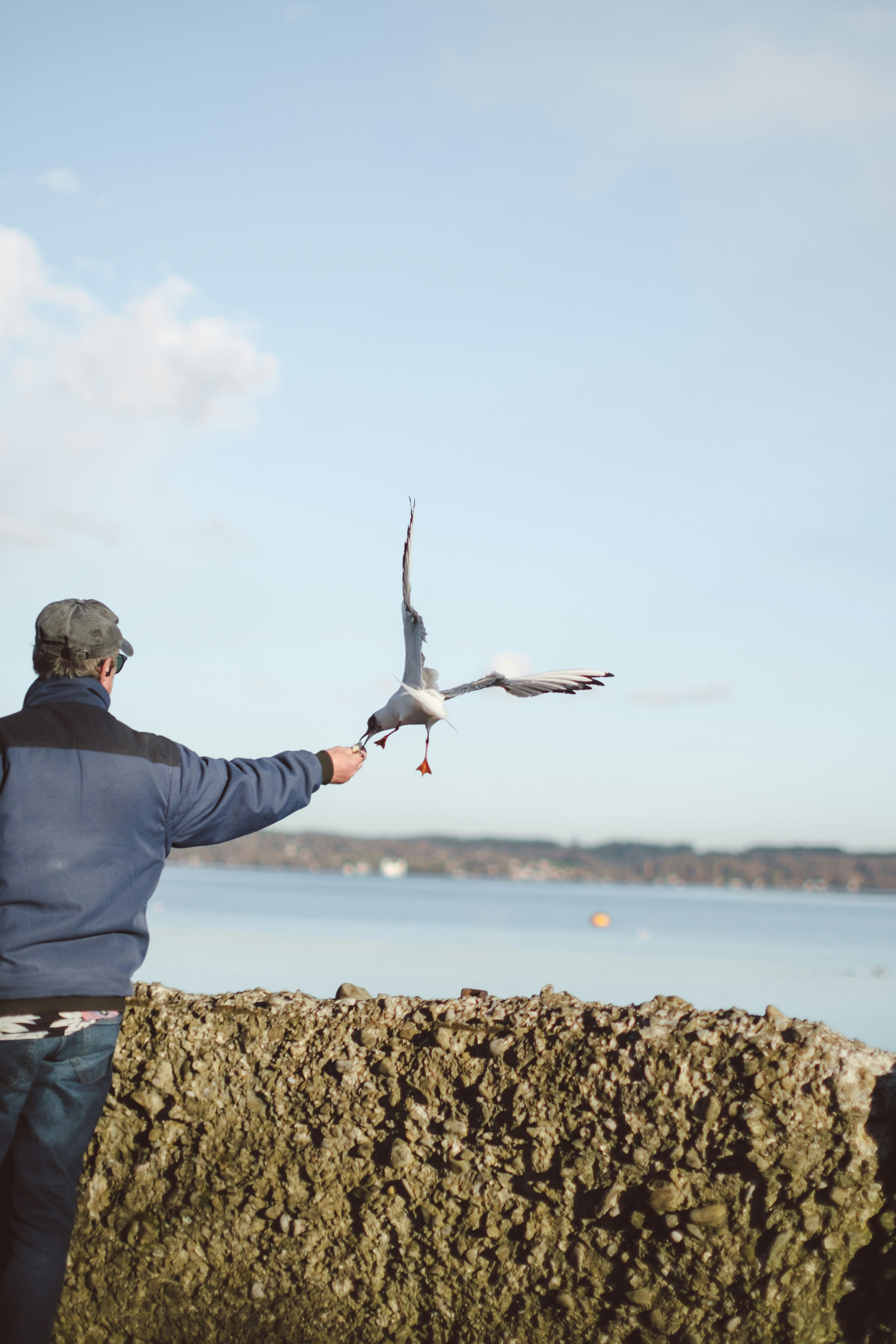 Toward the Horizon: Handing Off a Seabird