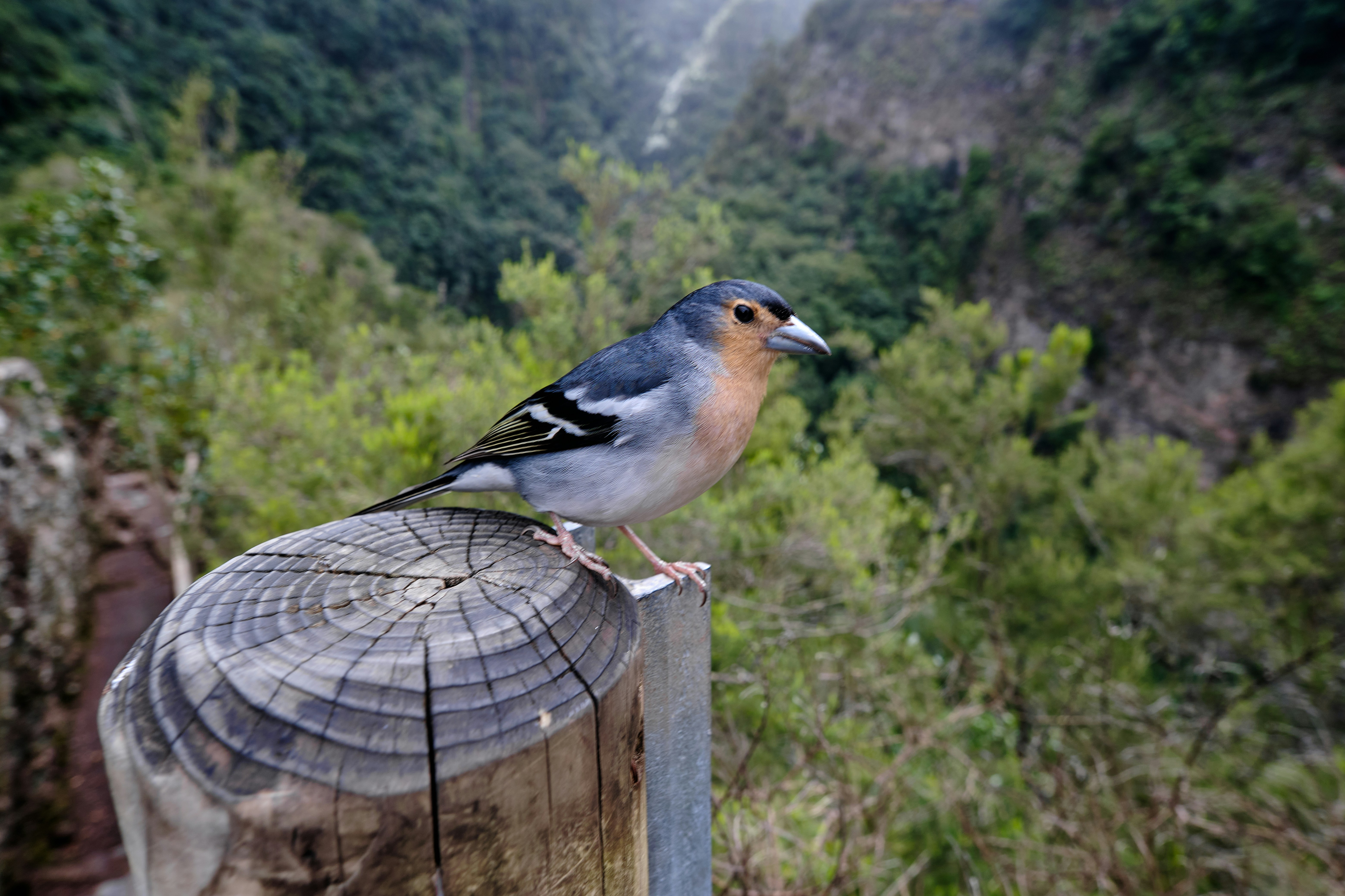 Profile on a Weathered Post: Blue-Gray Bird in a Quiet Mountain Garden