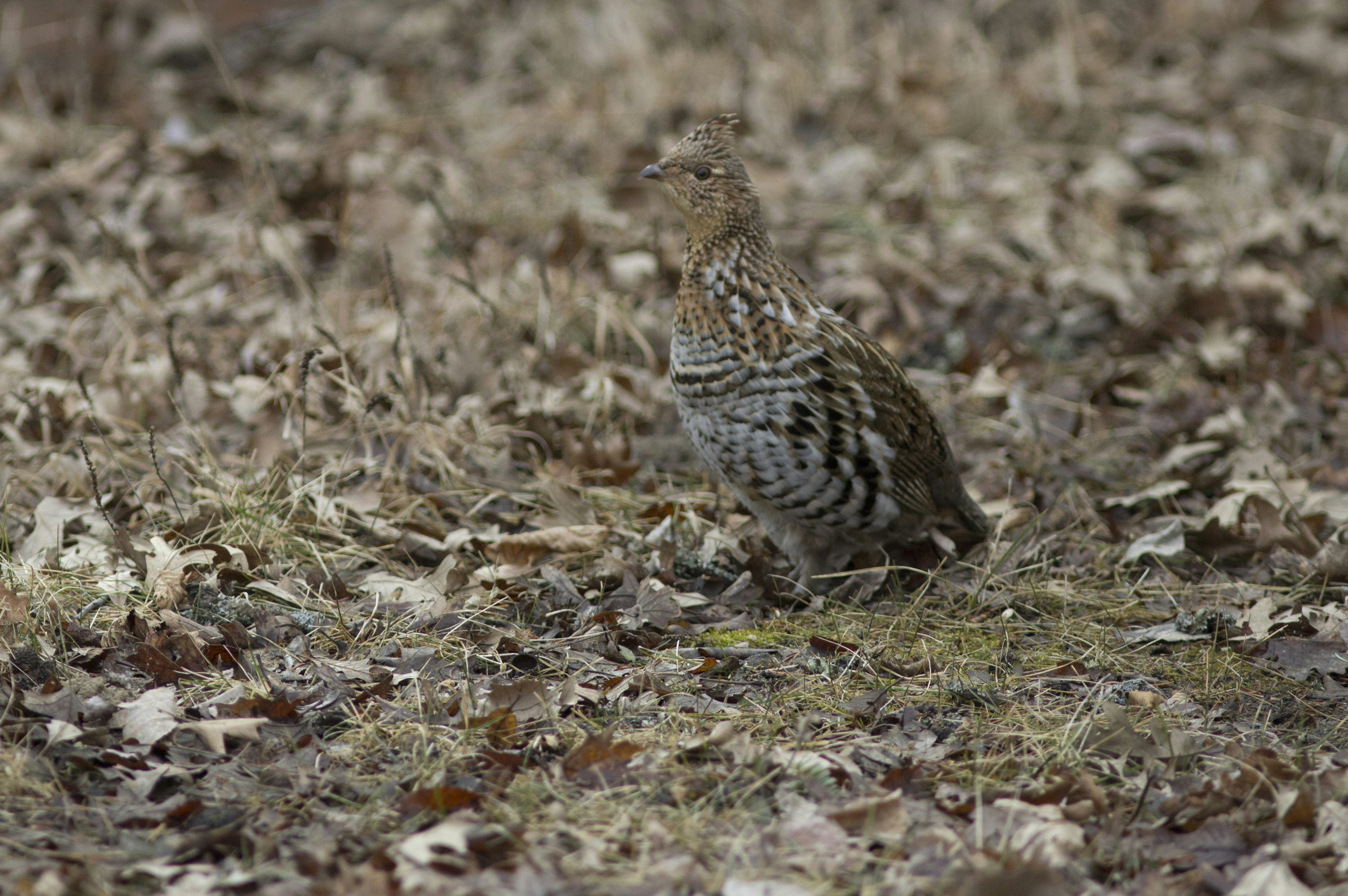 Leaf-Streaked Pause: A Partridge on the Leaf-Litter Floor