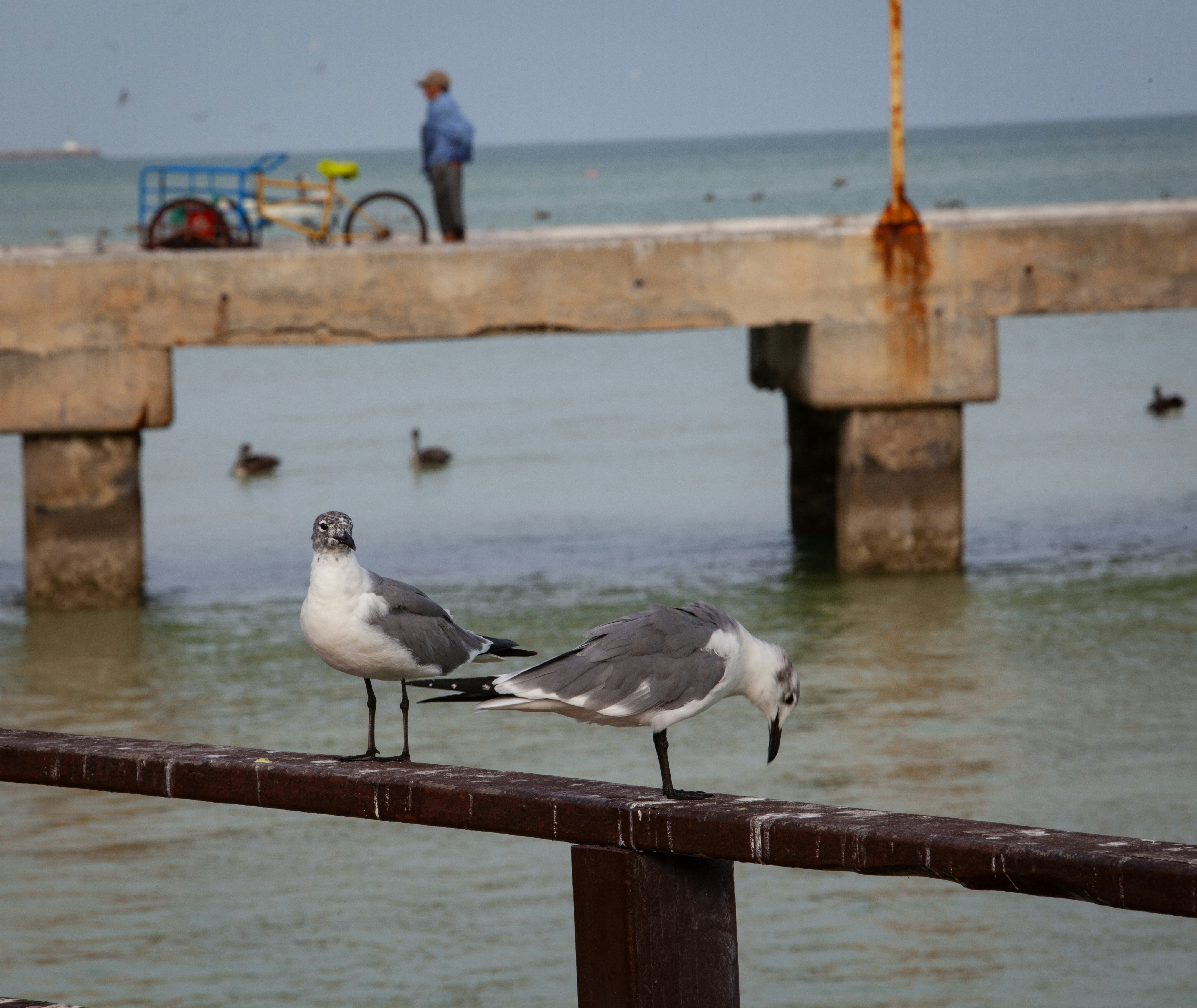 Seagulls on a Weathered Rail Framing a Distant Pier