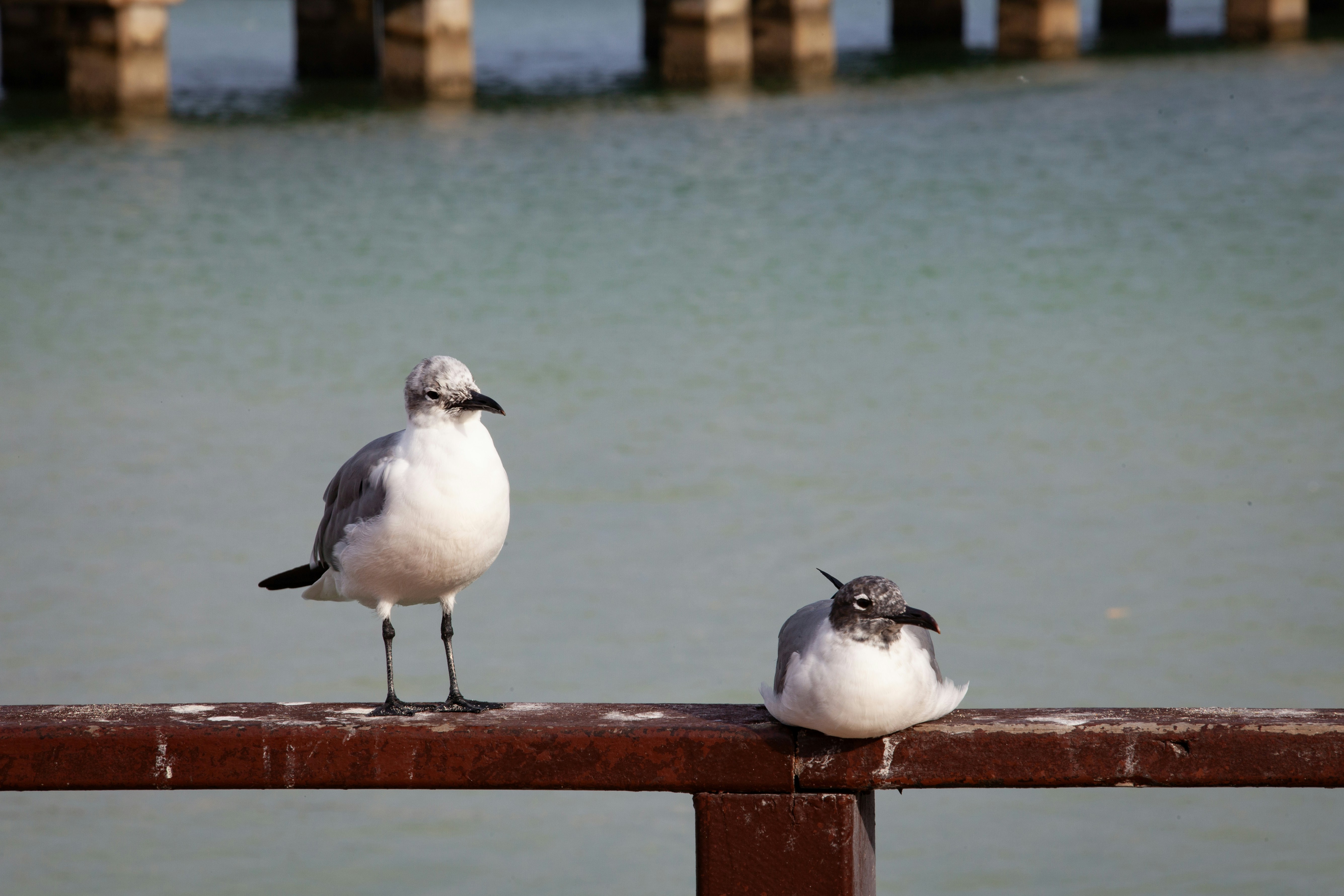 Railside Vigil: Seagulls Rest on a Weathered Red Railing