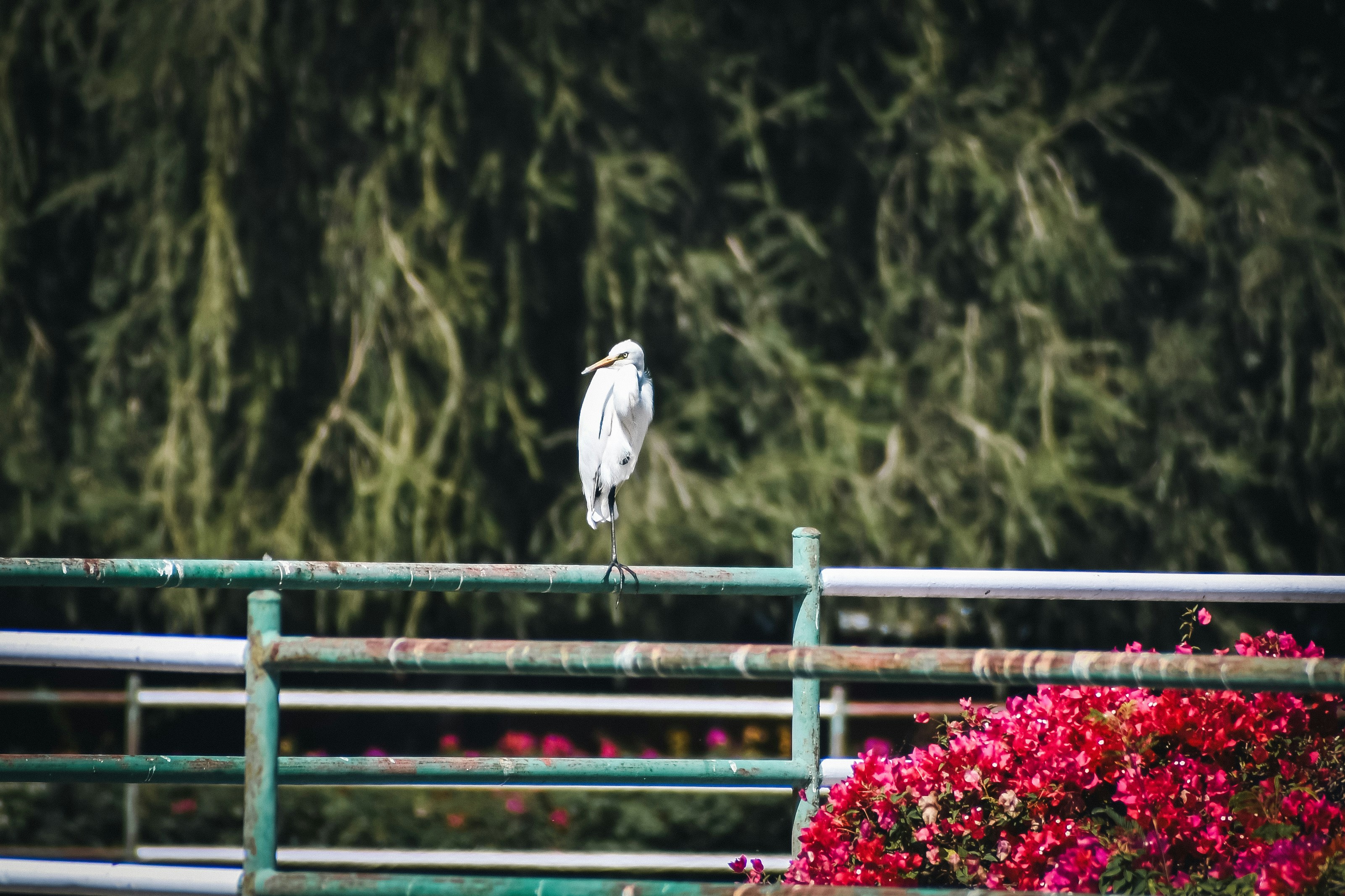 Egret on a Weathered Railing Amid a Pink Floral Border