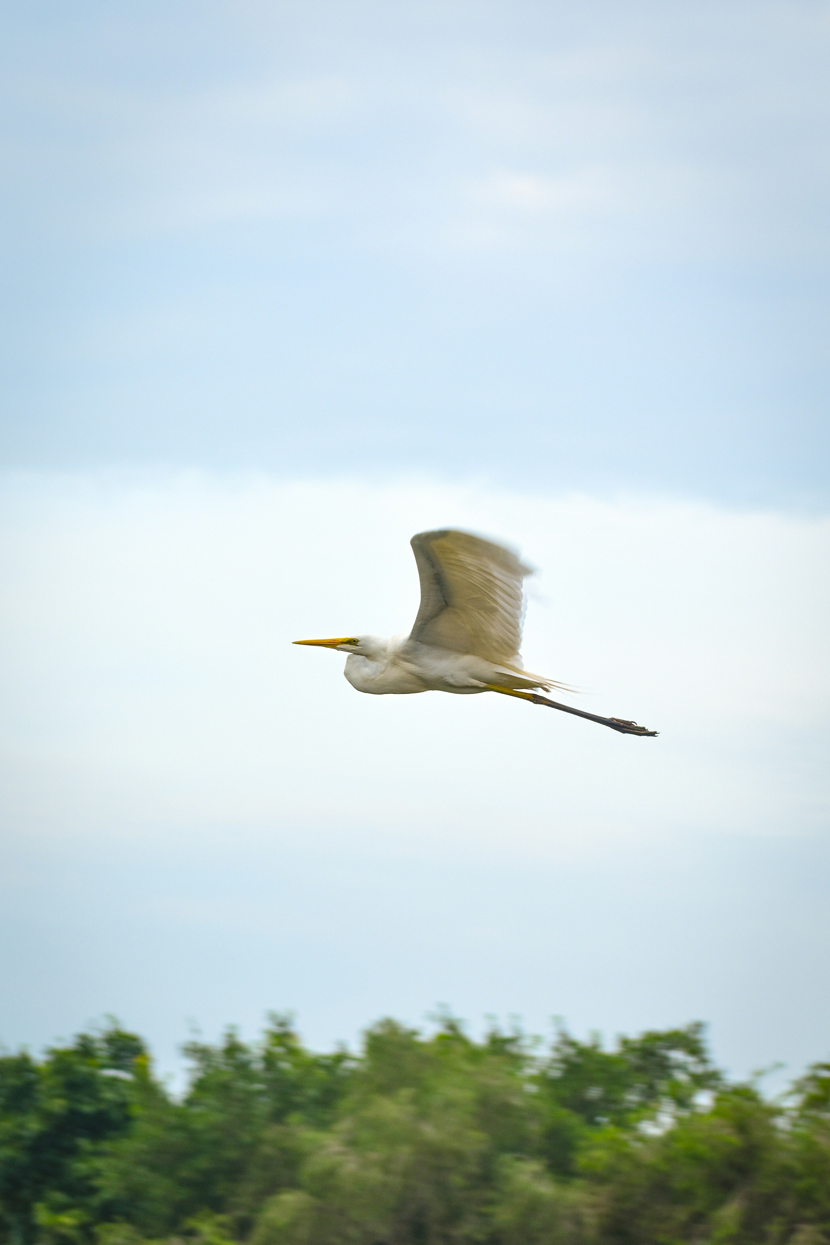 Egret in Flight Over a Quiet Tree Line