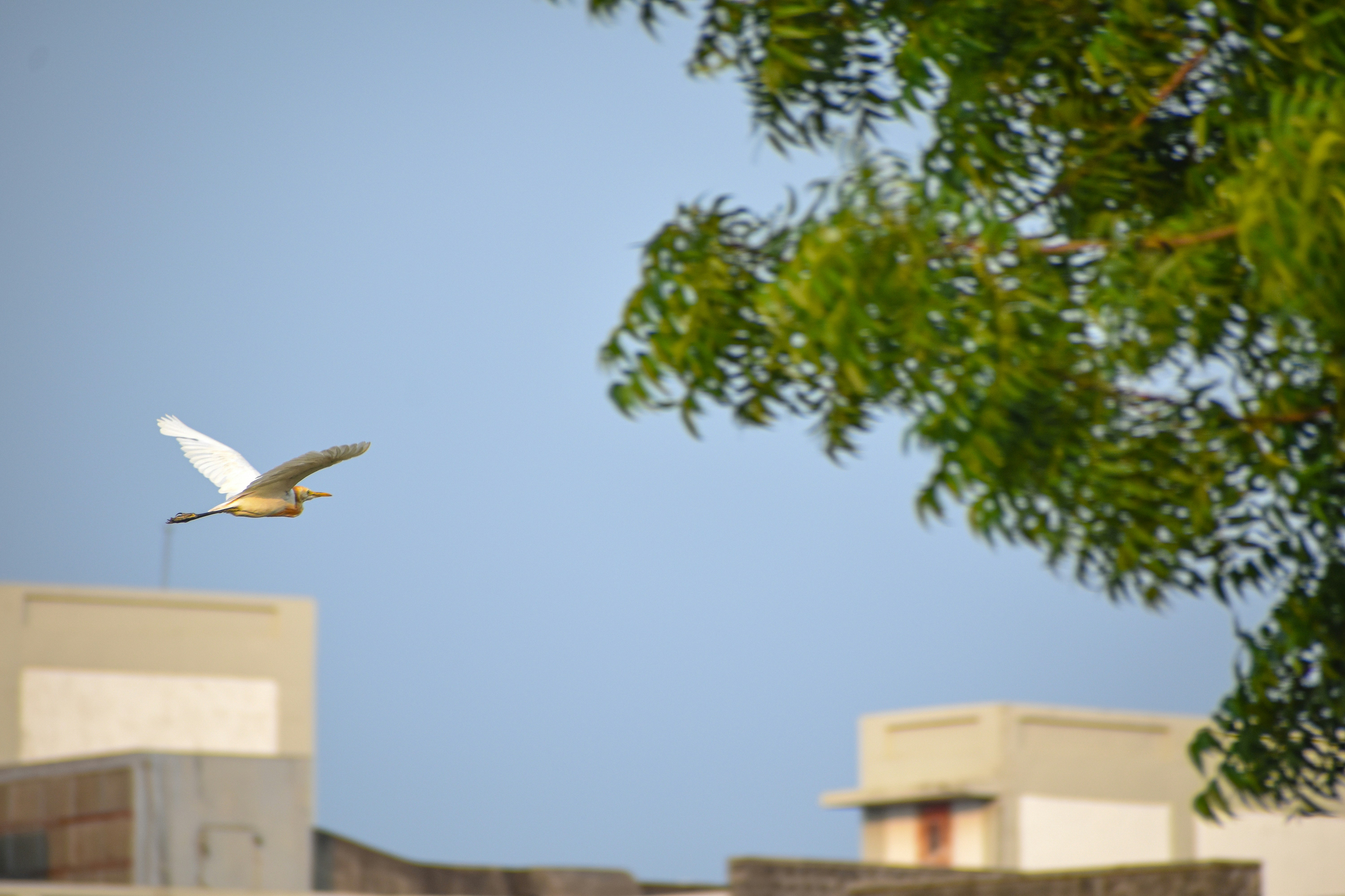 Gull in Glide Over a Sunlit Urban Rooftop Skyline