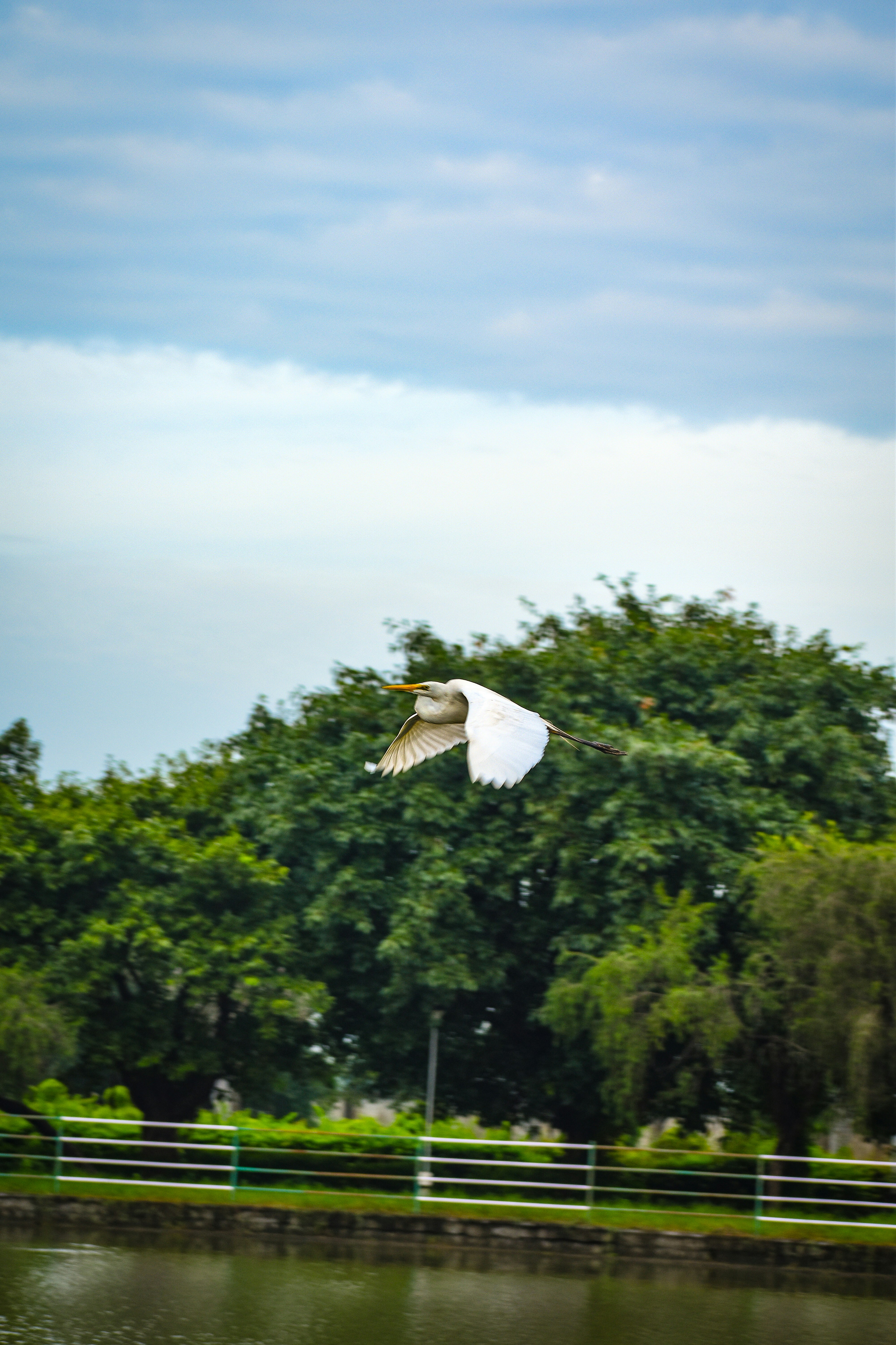 A white bird gliding effortlessly above a serene lake, framed by lush greenery on the banks. The scene captures the essence of peaceful coexistence in nature.