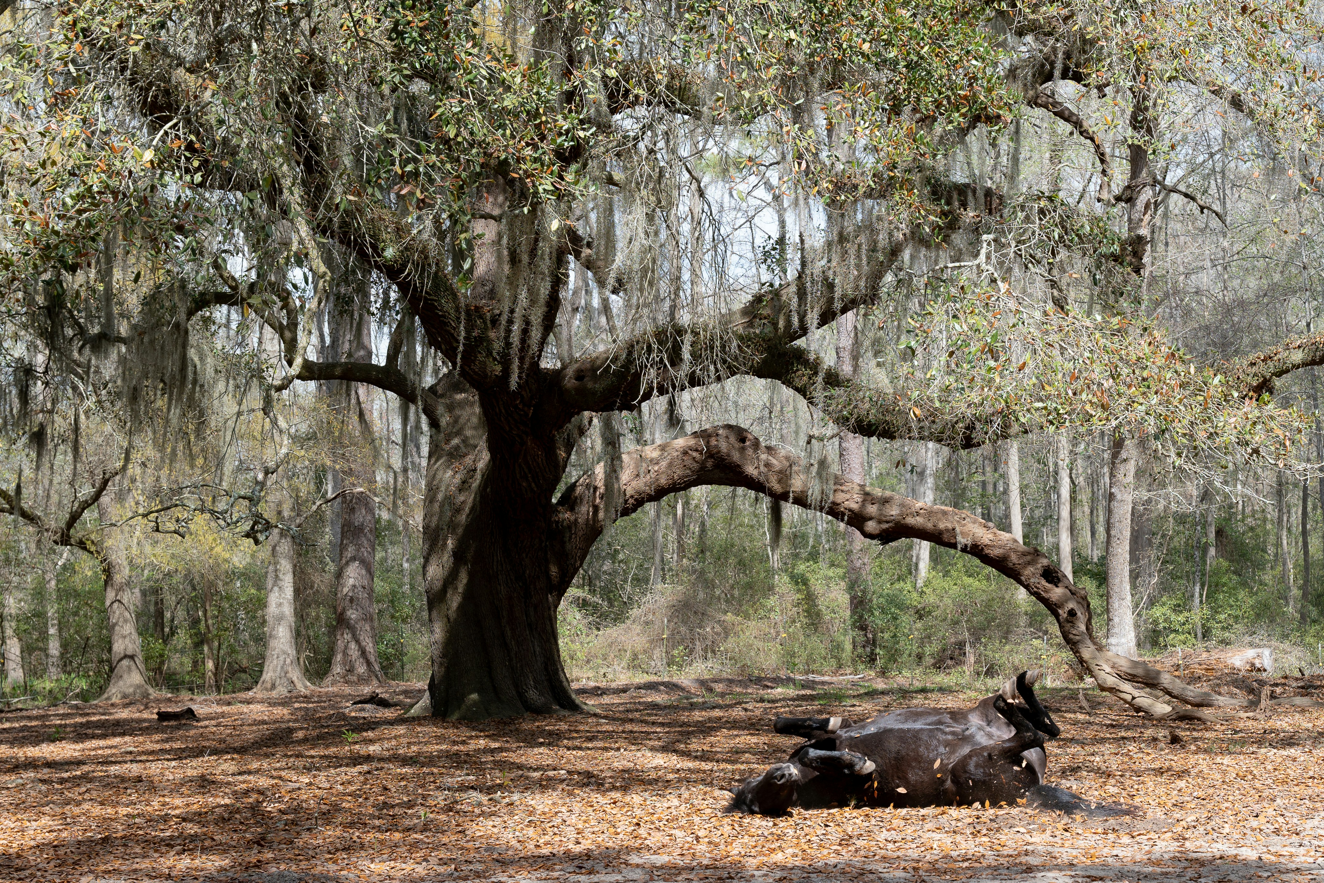 Resting in the Shade: A Fallen Branch Over a Slumbering Bull