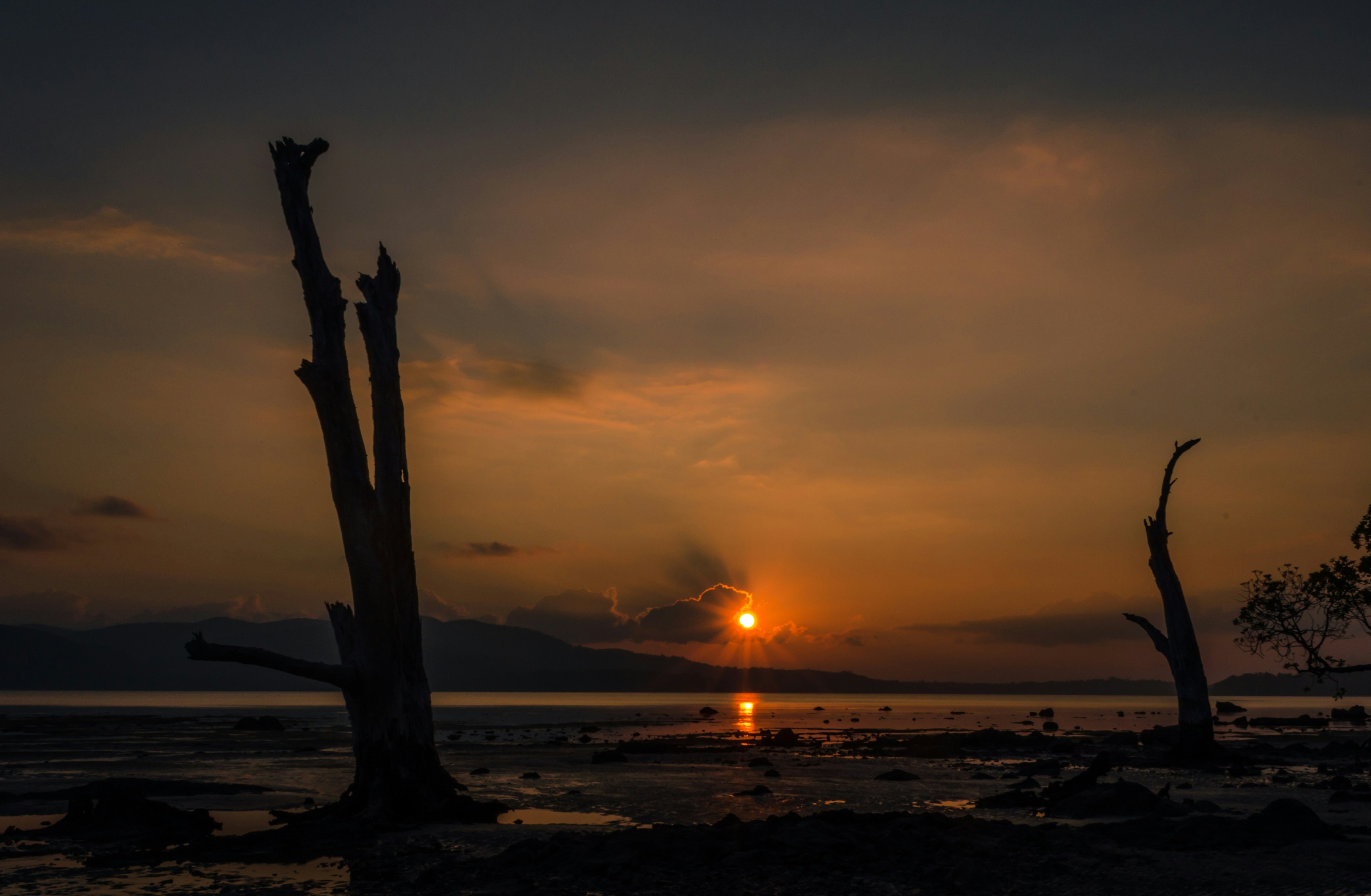 Gnarled Sentinels at the Sunset Shore