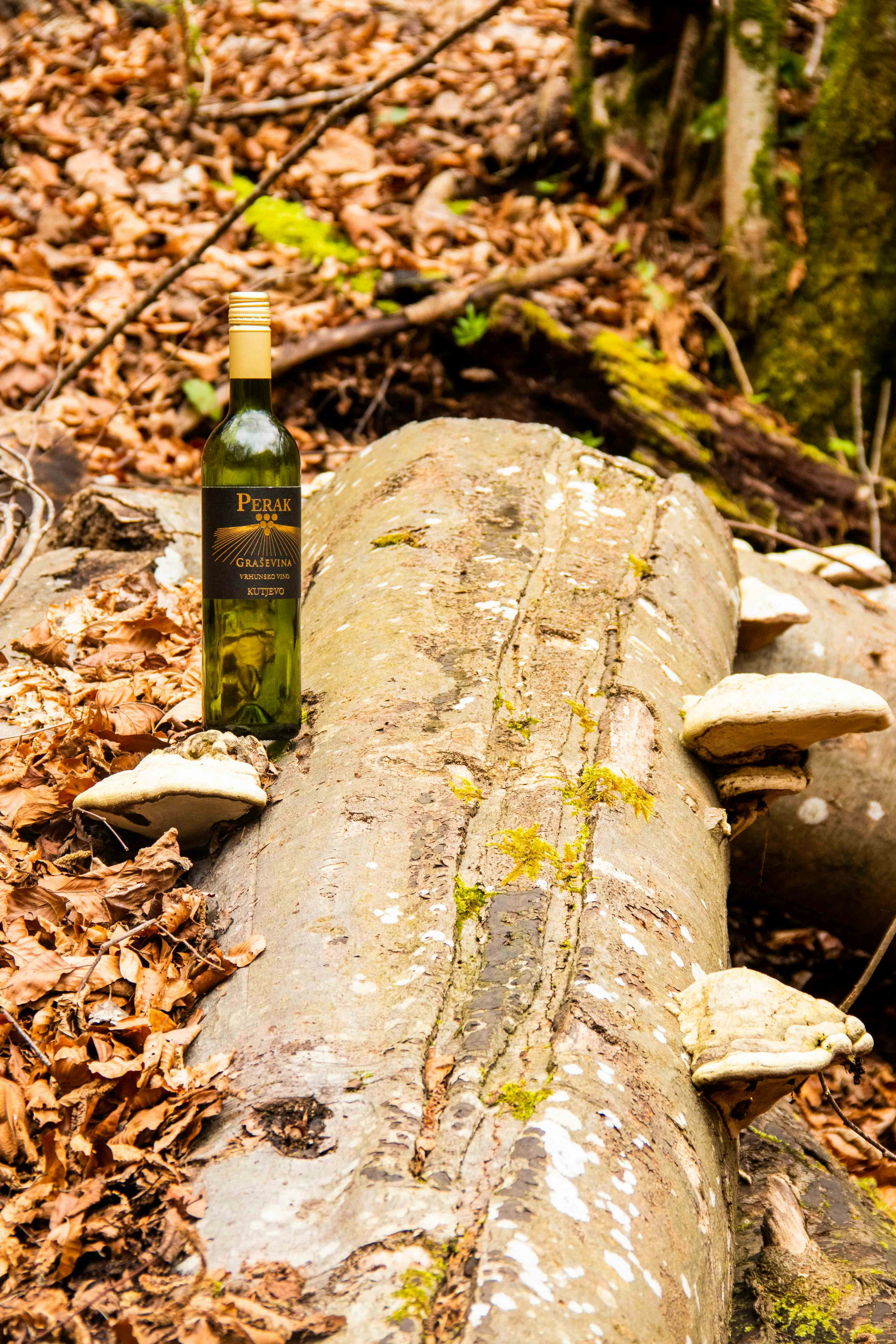 Wine Bottle on a Mossy Log: Quiet Forest Still Life with Bracket Fungi