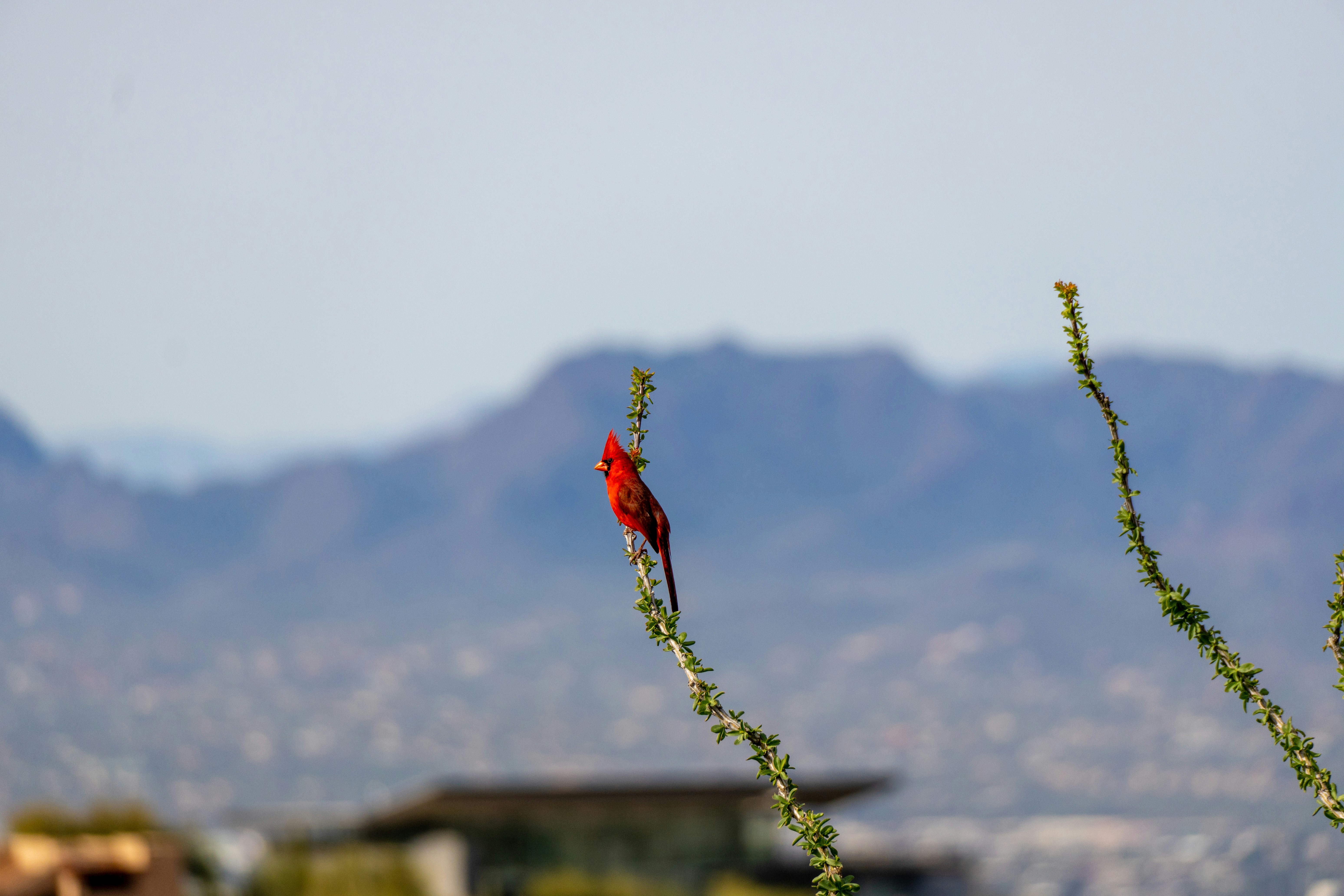 Scarlet songbird perched on a thorny stem with a blurred desert hillside in the background.