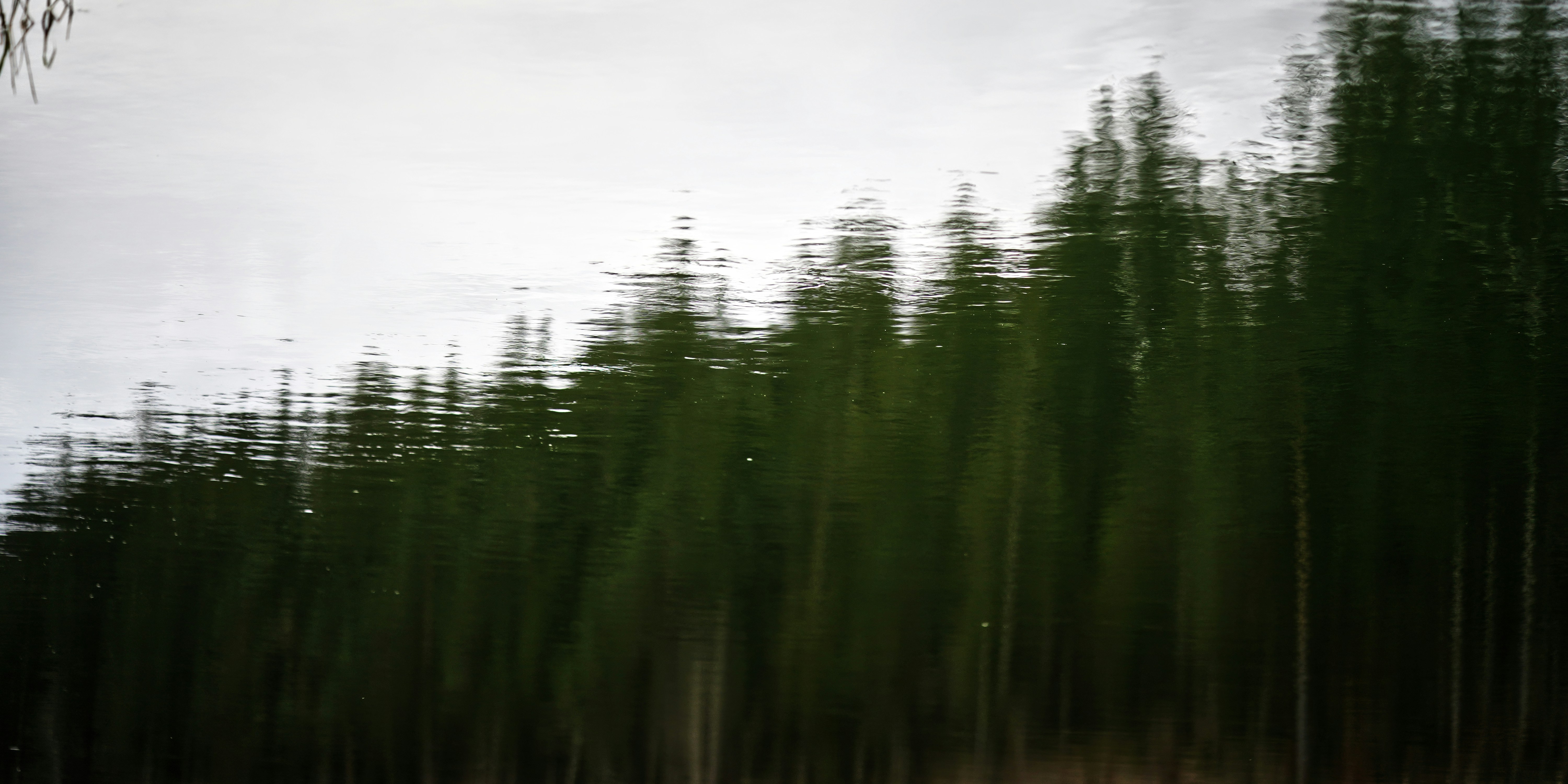 Pines at the Edge: Reflections on a Windless Lake