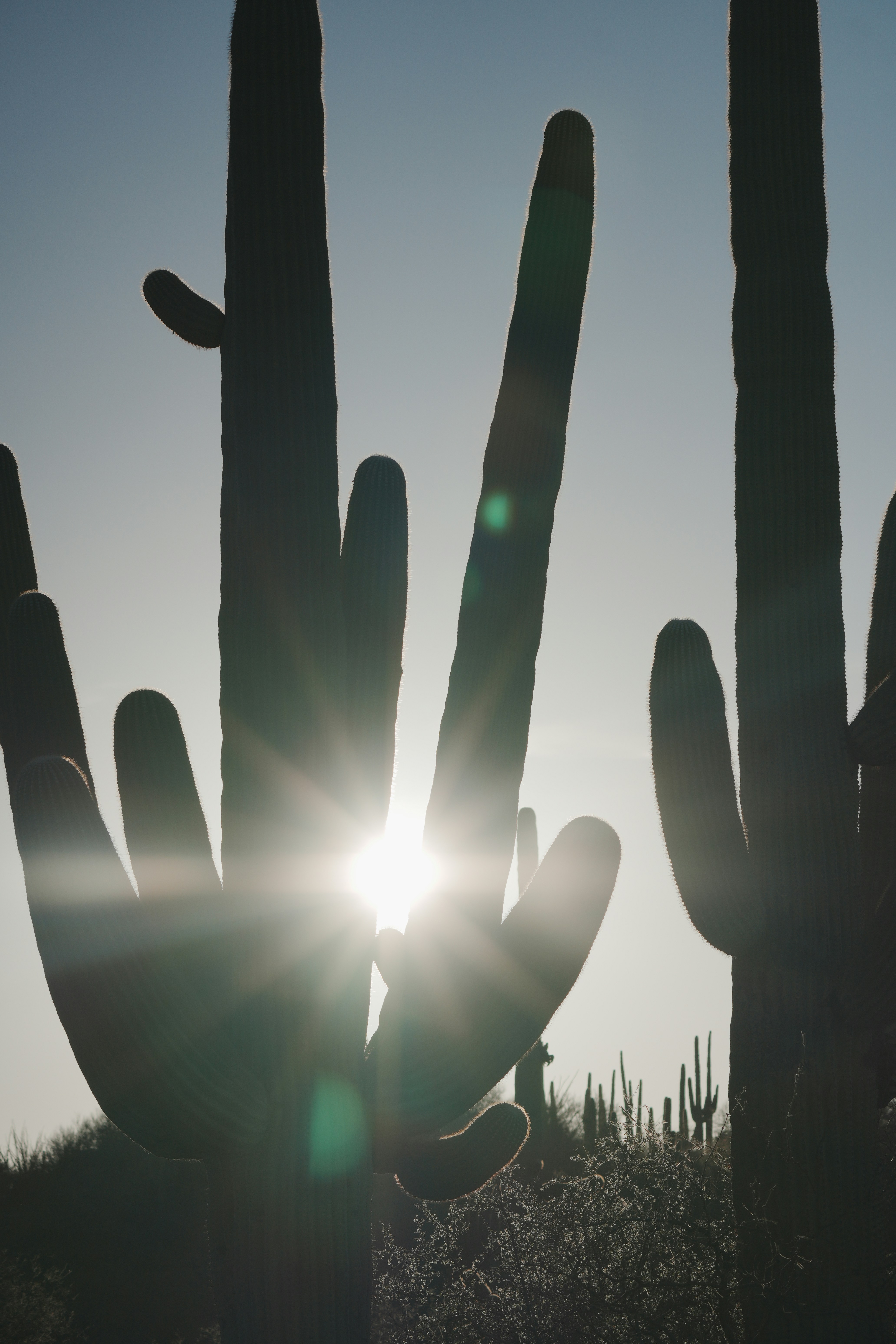 Sunburst Between Desert Giants: Silhouetted Saguaro at Dusk