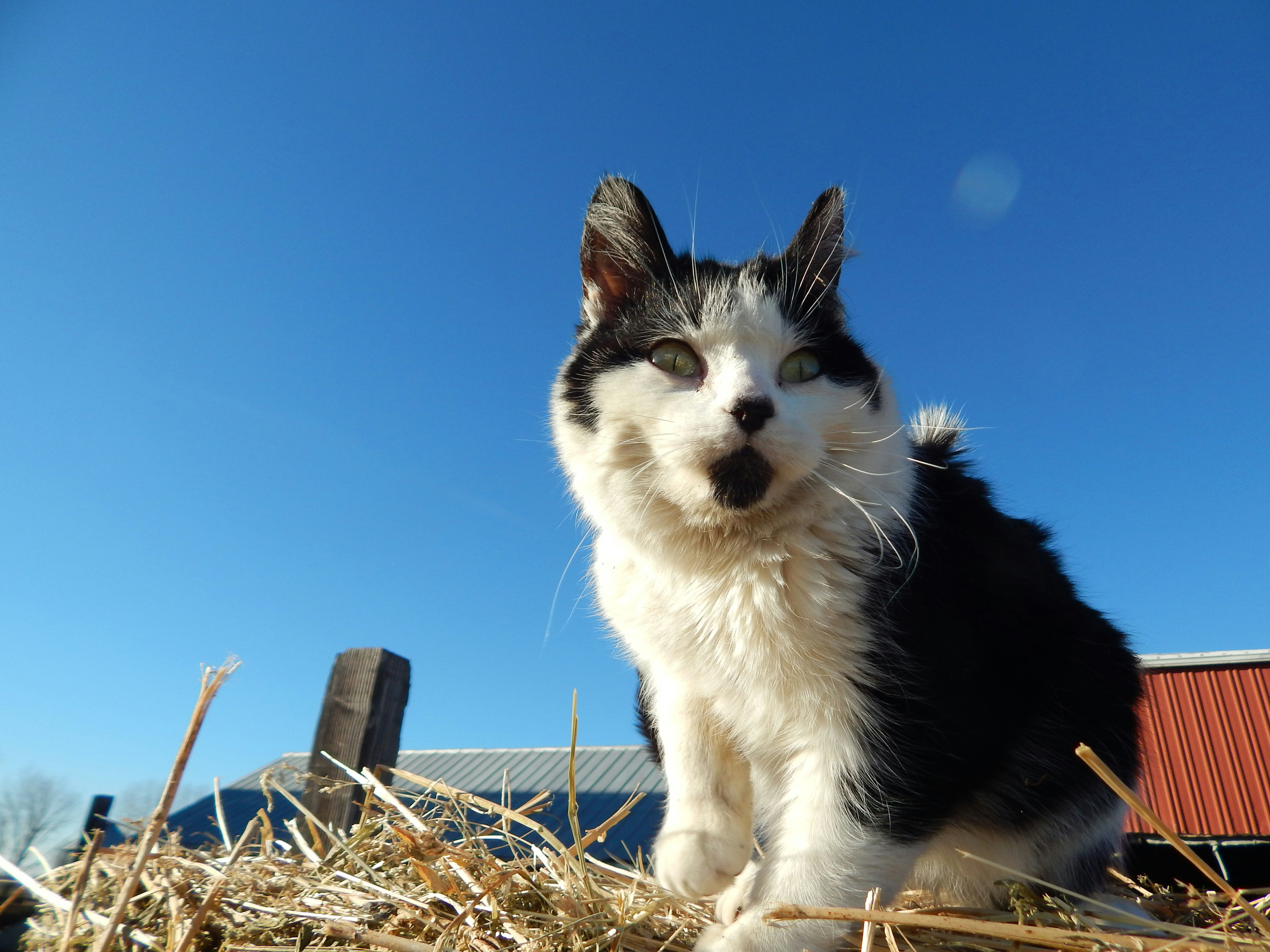 Curious Cat on the Farm Ridge with Clear Blue Sky