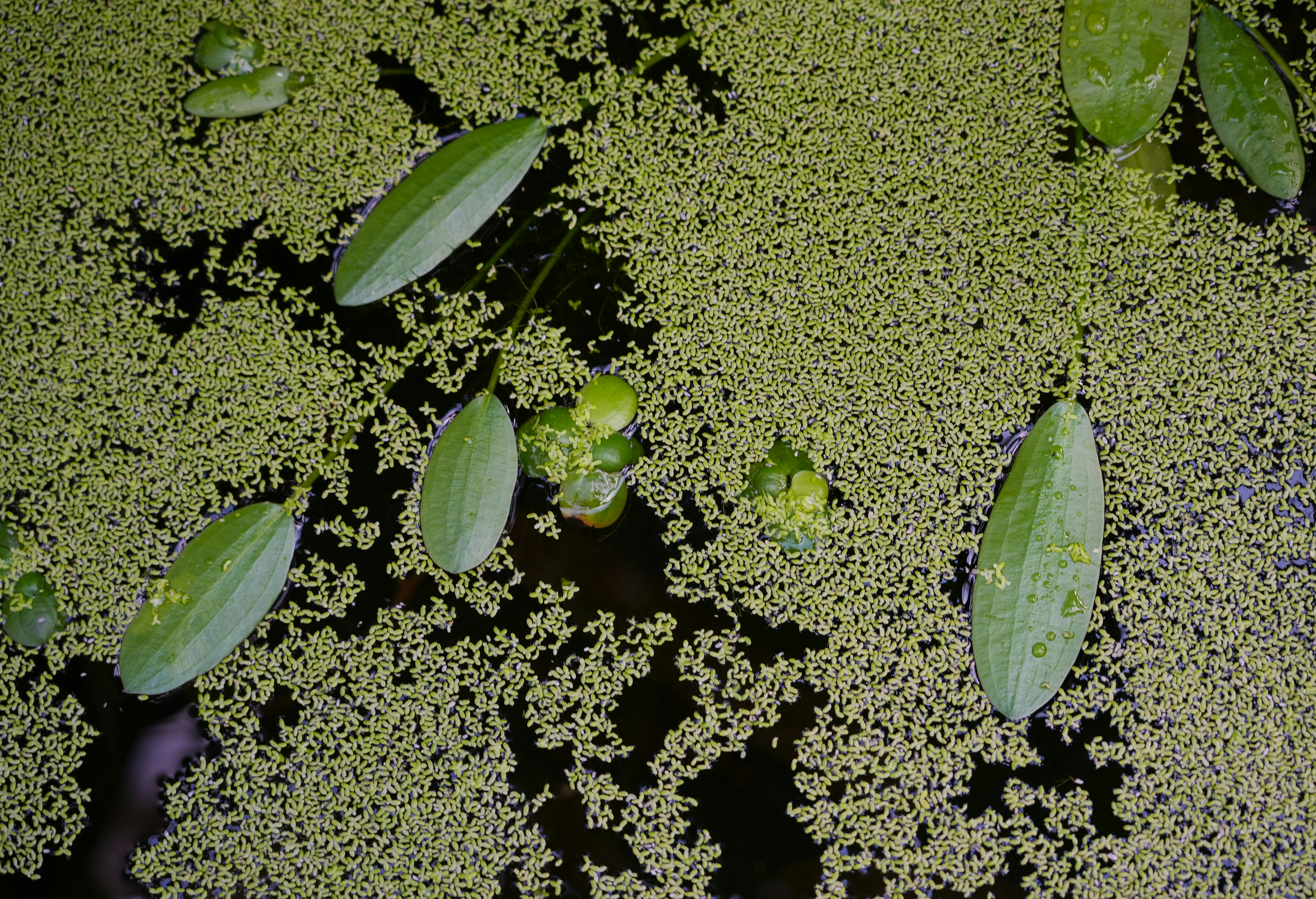 A group of green leaves floating on top of a body of water photo – Free ...