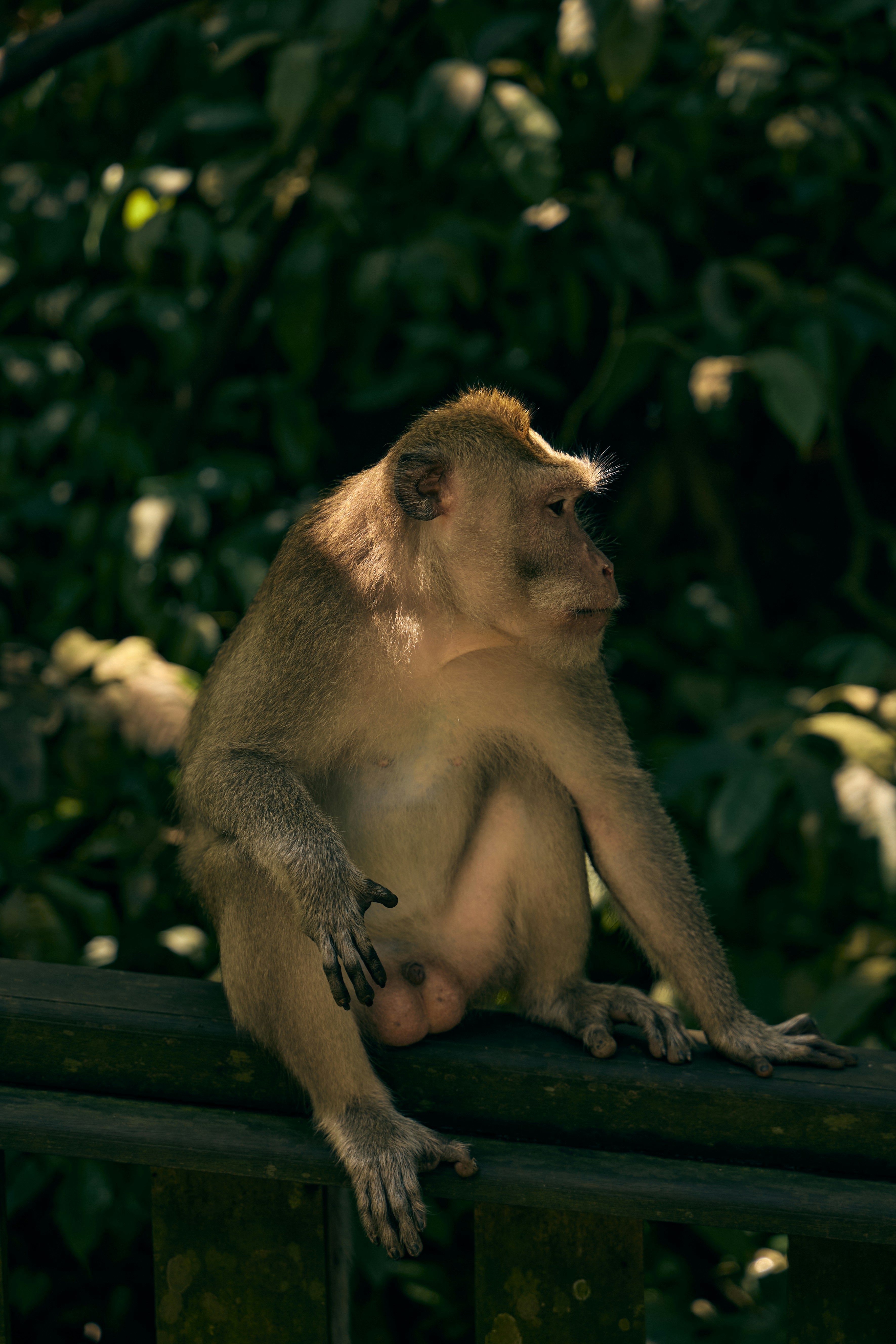 Dappled Solitude: Monkey Perched on a Mossy Rail Amid Greenery