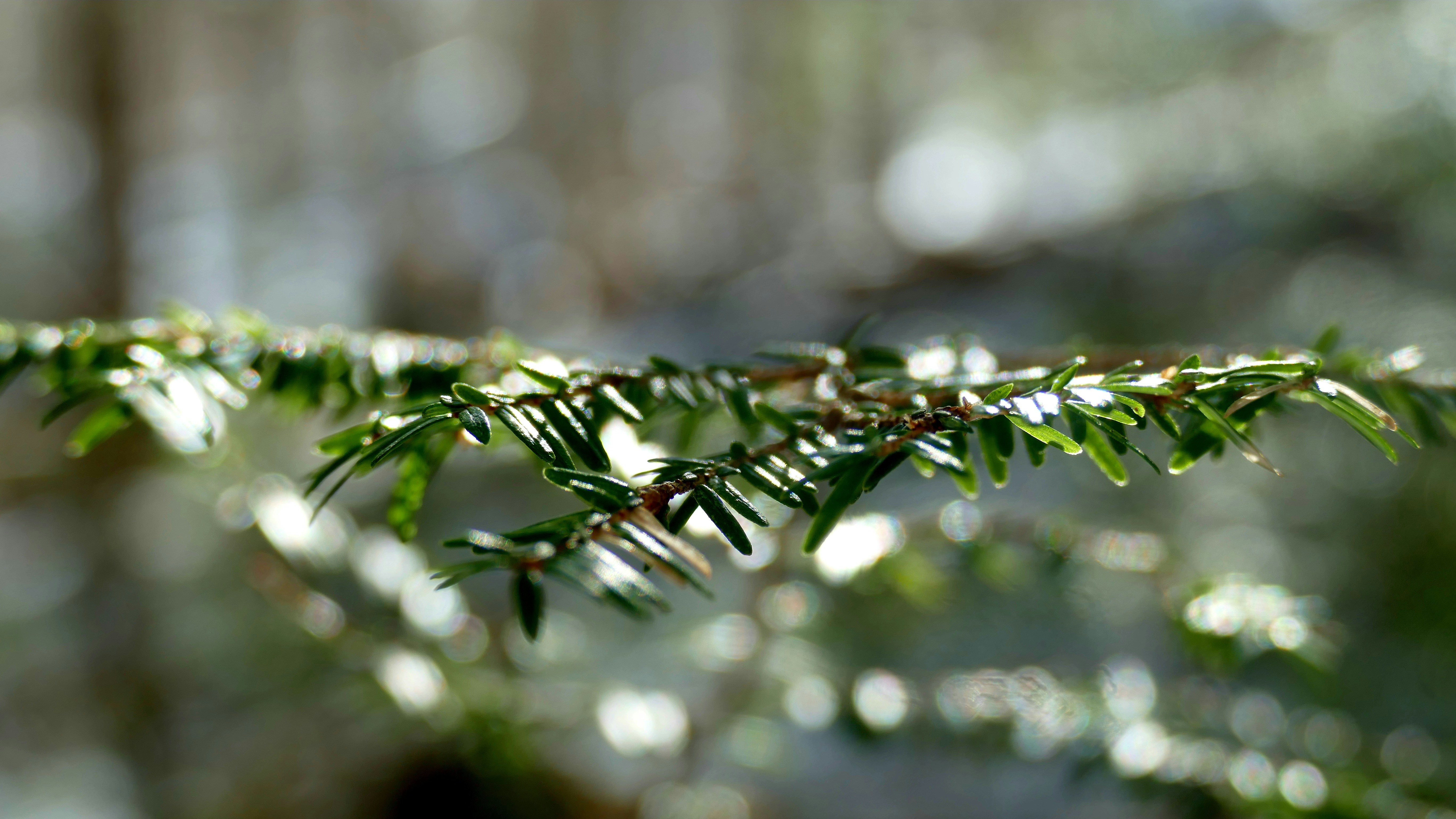 Photo by Ellaina Horton with Panasonic Lumix FZ1000