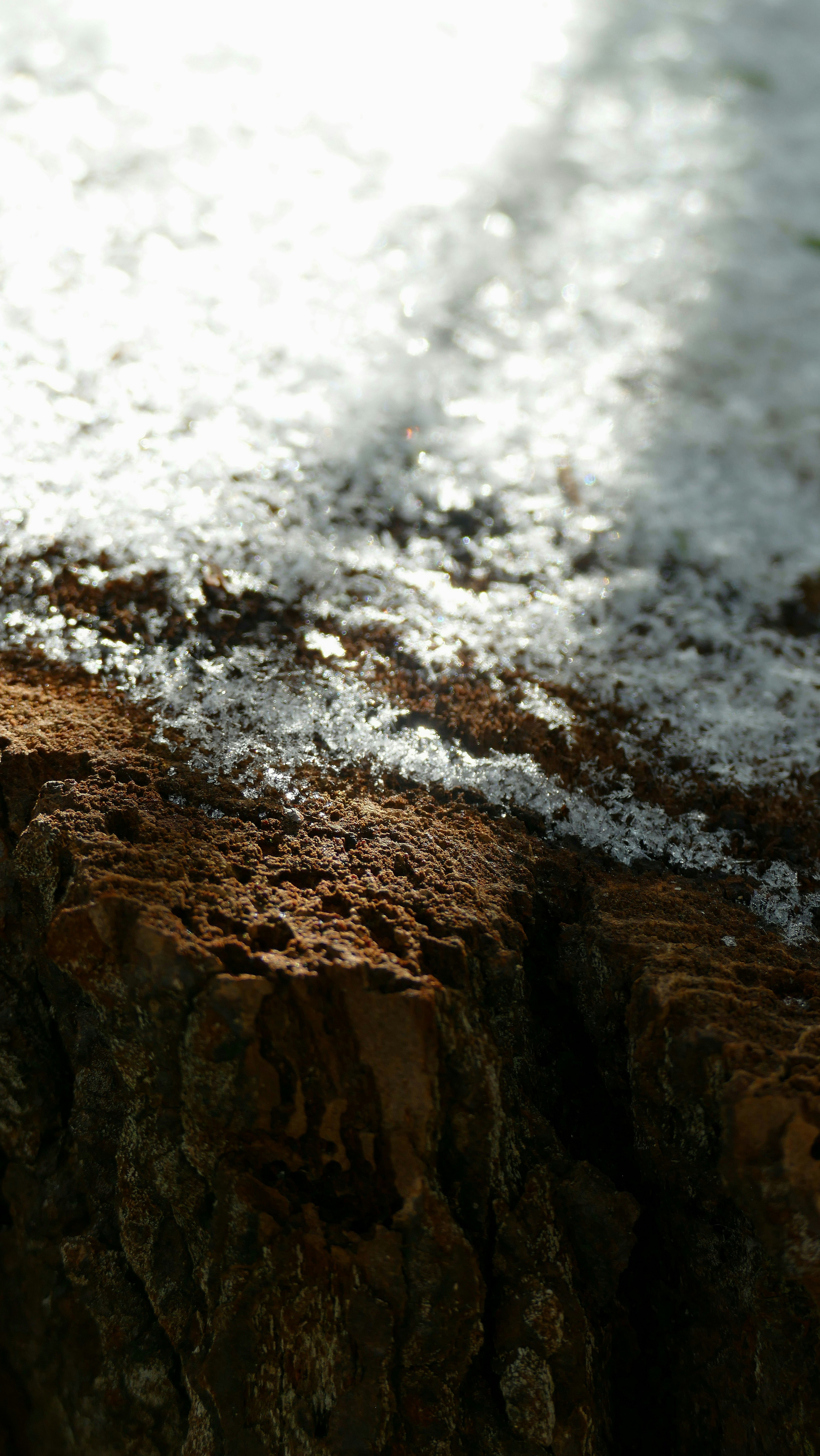 Ice Crown on Weathered Bark