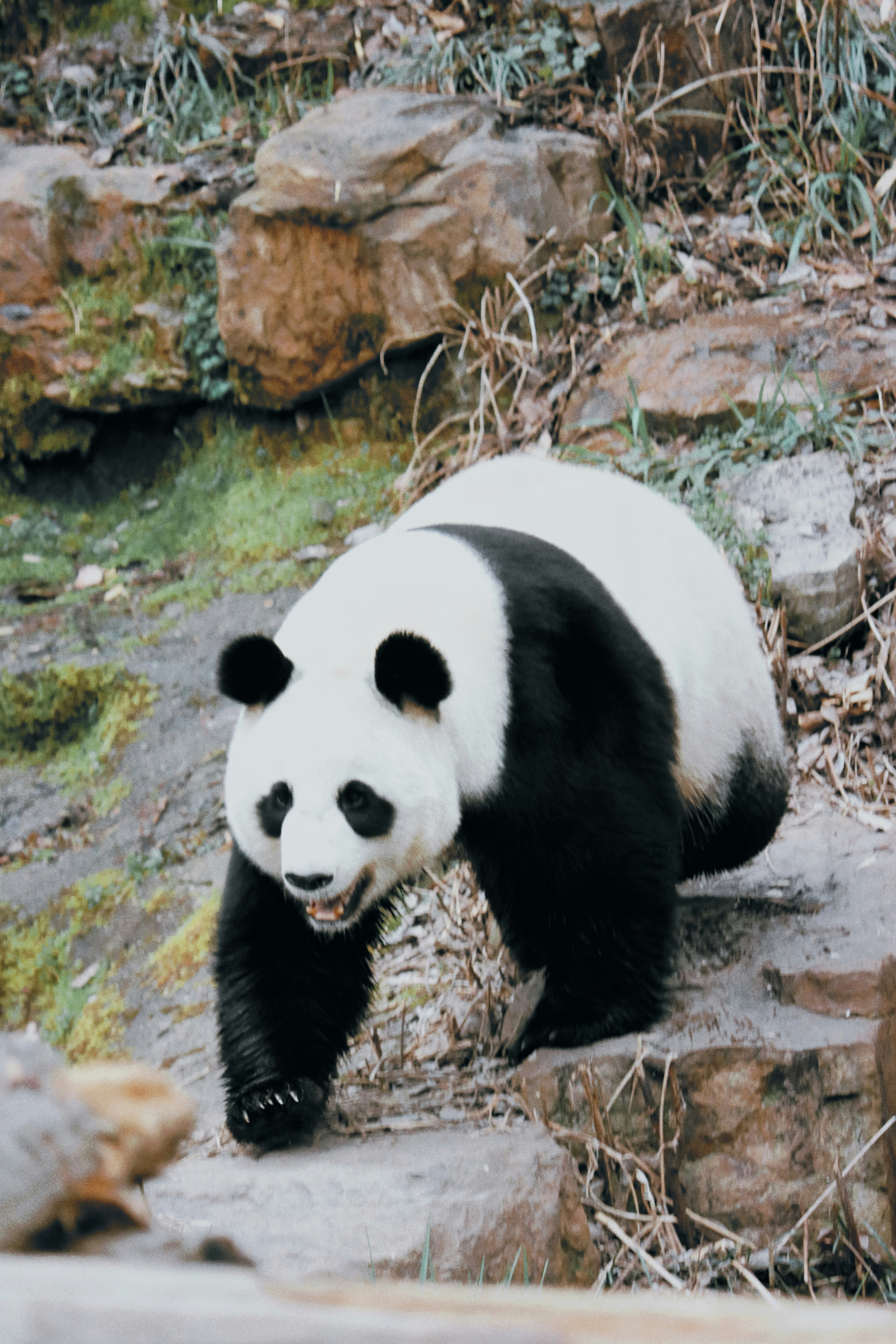 Panda Cartoon Pictures | Download Free Images on Unsplash