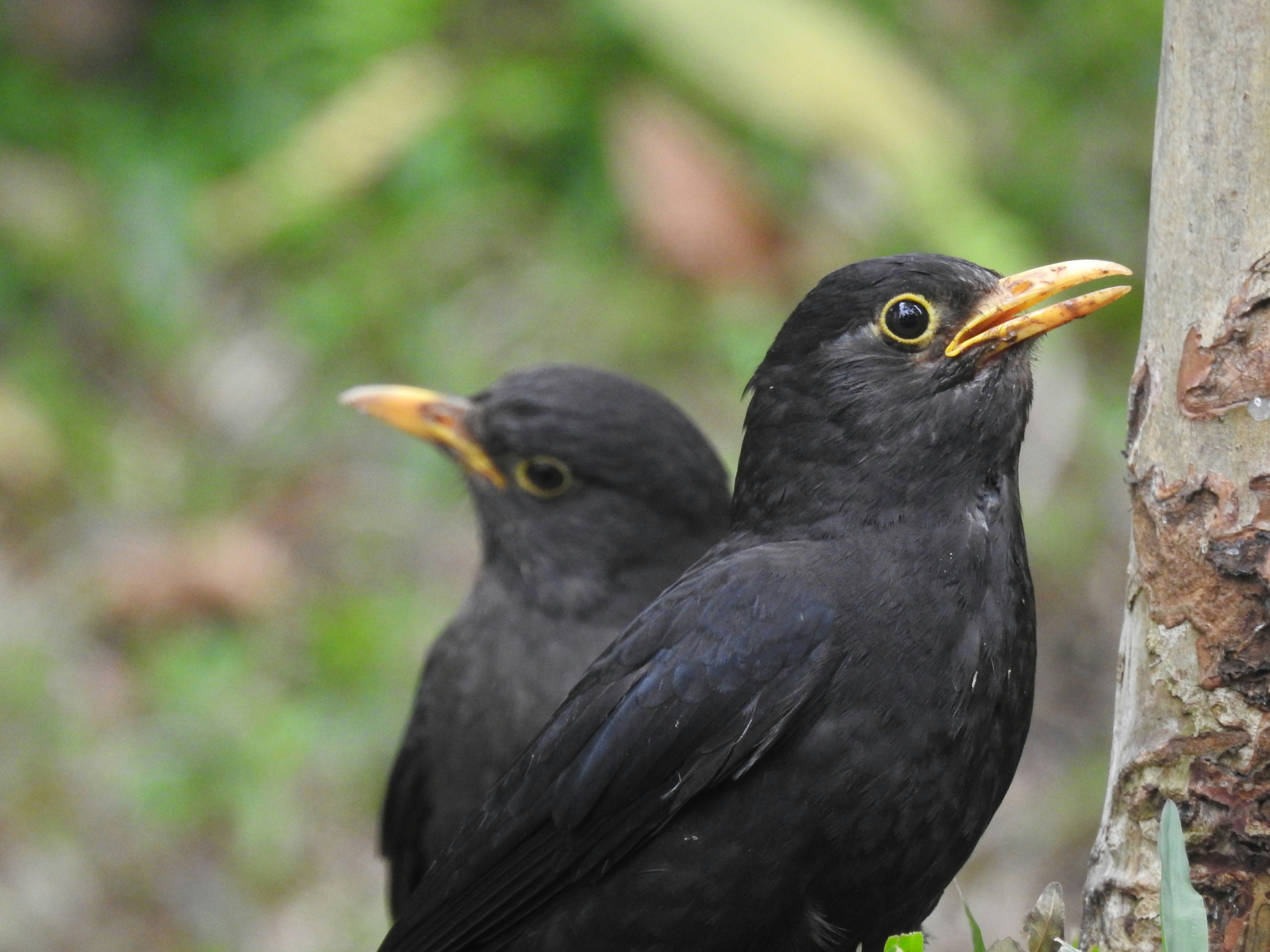 Two glossy blackbirds with bright yellow beaks perch beside a textured tree trunk against a blurred green backdrop.