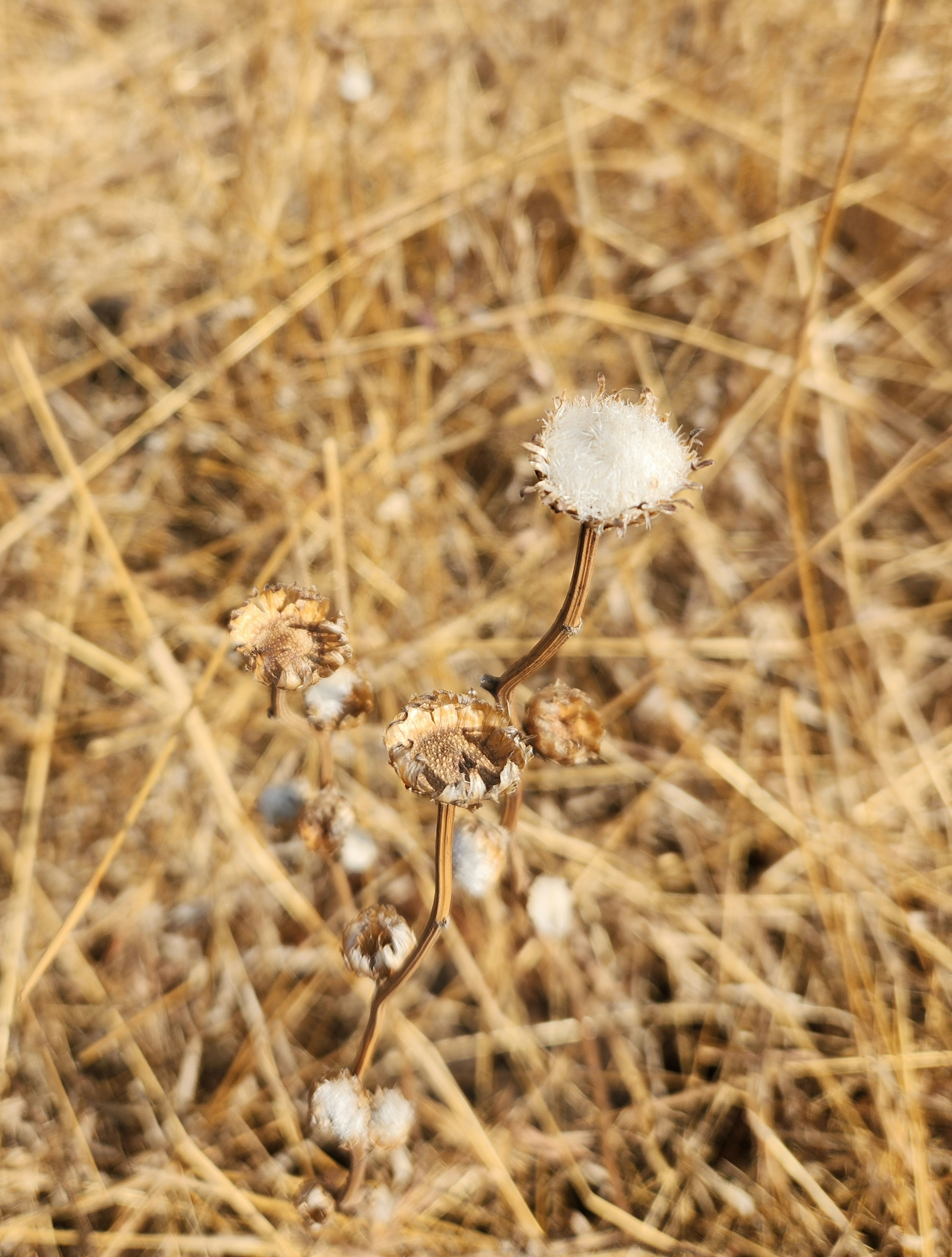 Cottony Seed Head Among Golden Dry Grass