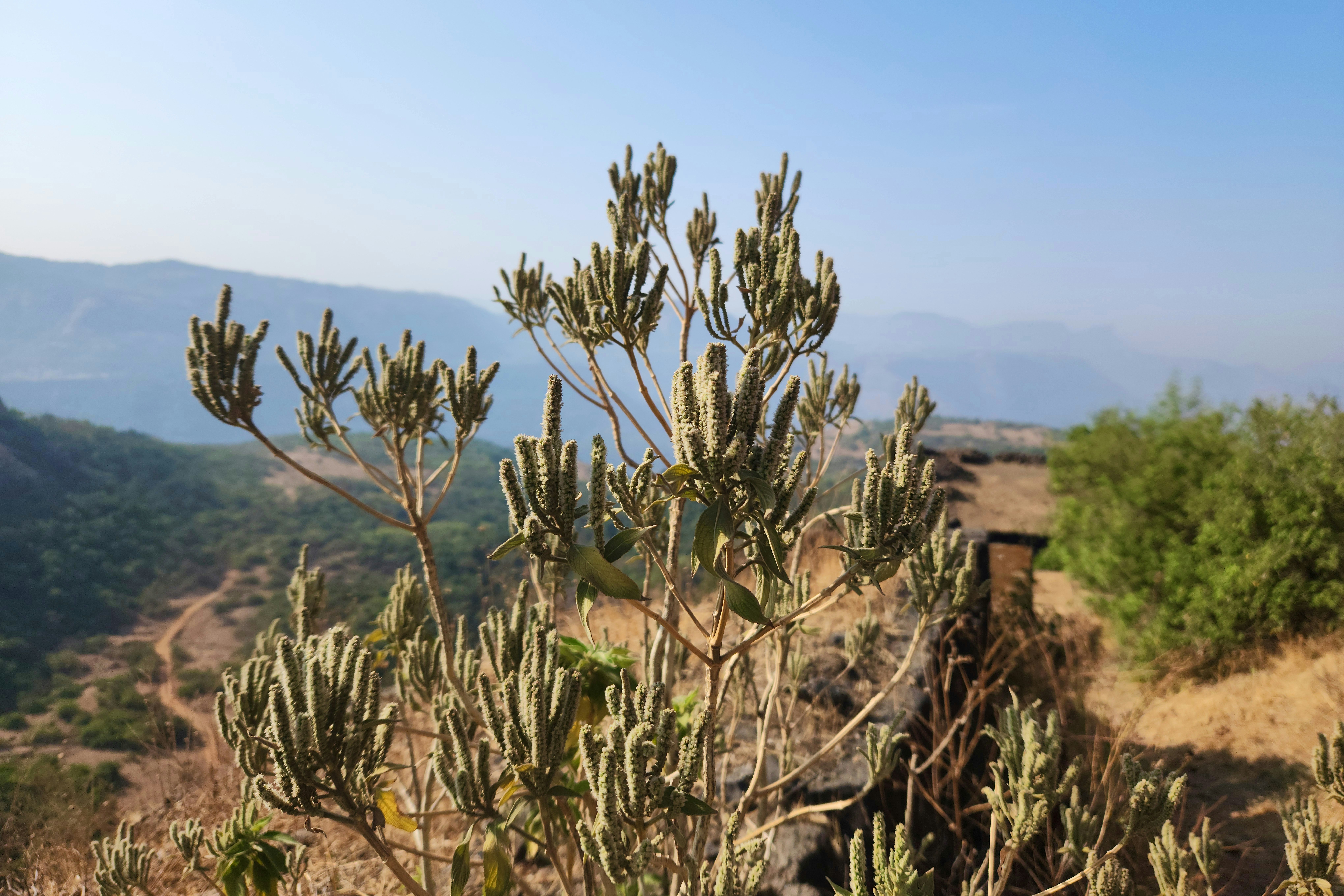Desert Brush in a Quiet Horizon