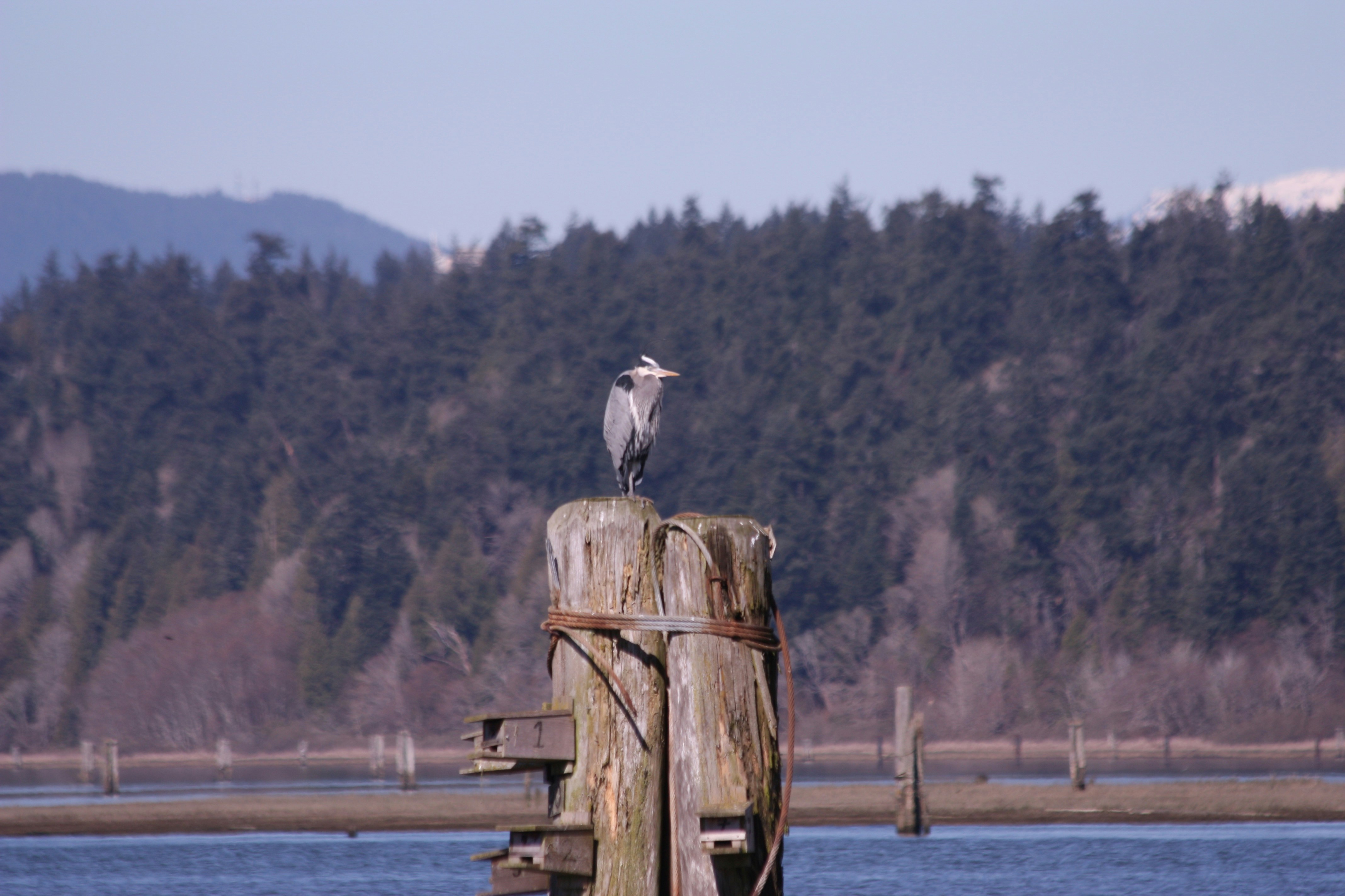 Perched Sentinel on Weathered Piling: Heron Against a Forested Backdrop