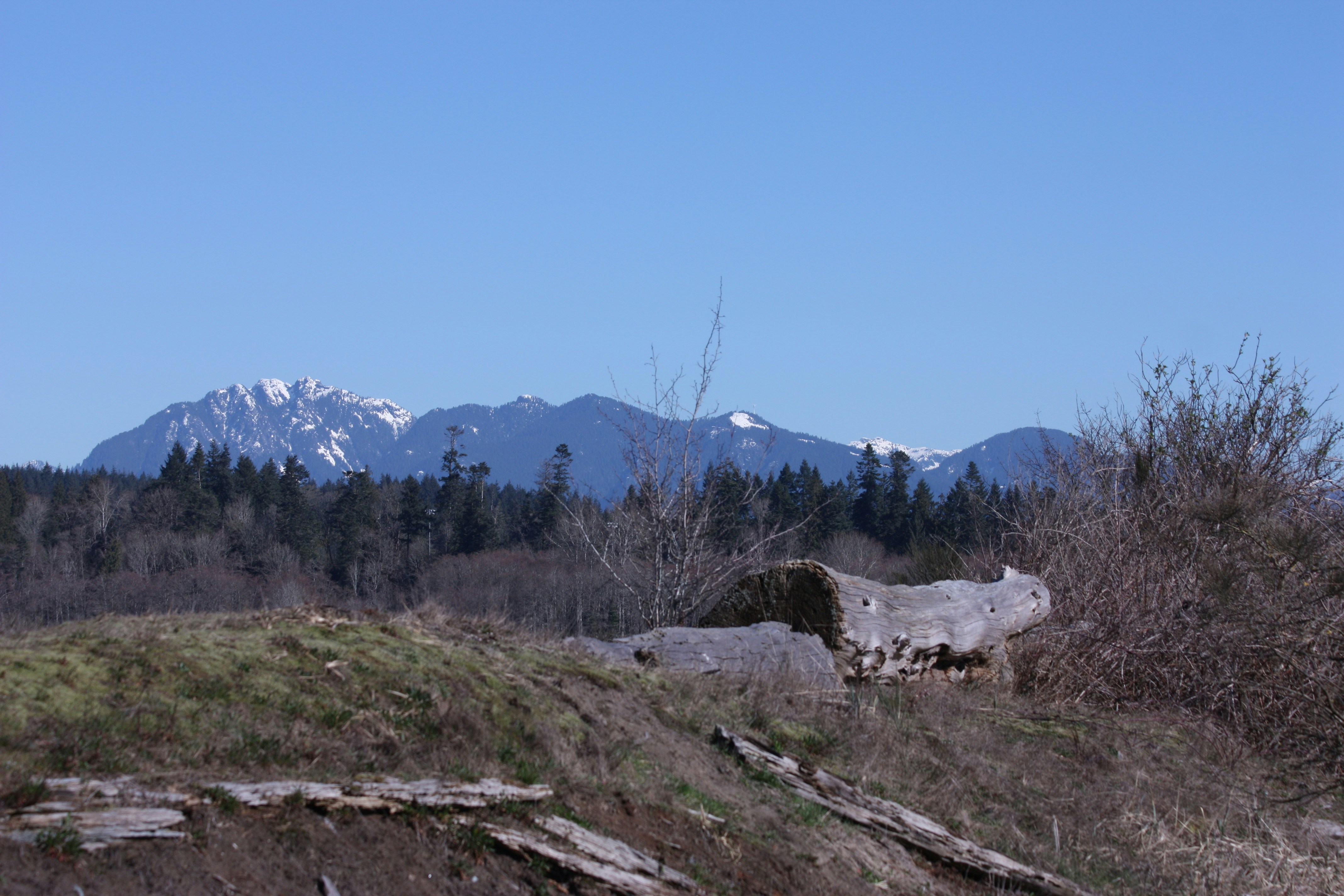 Lean Log in a Quiet Meadow Framed by Snow-Capped Peaks