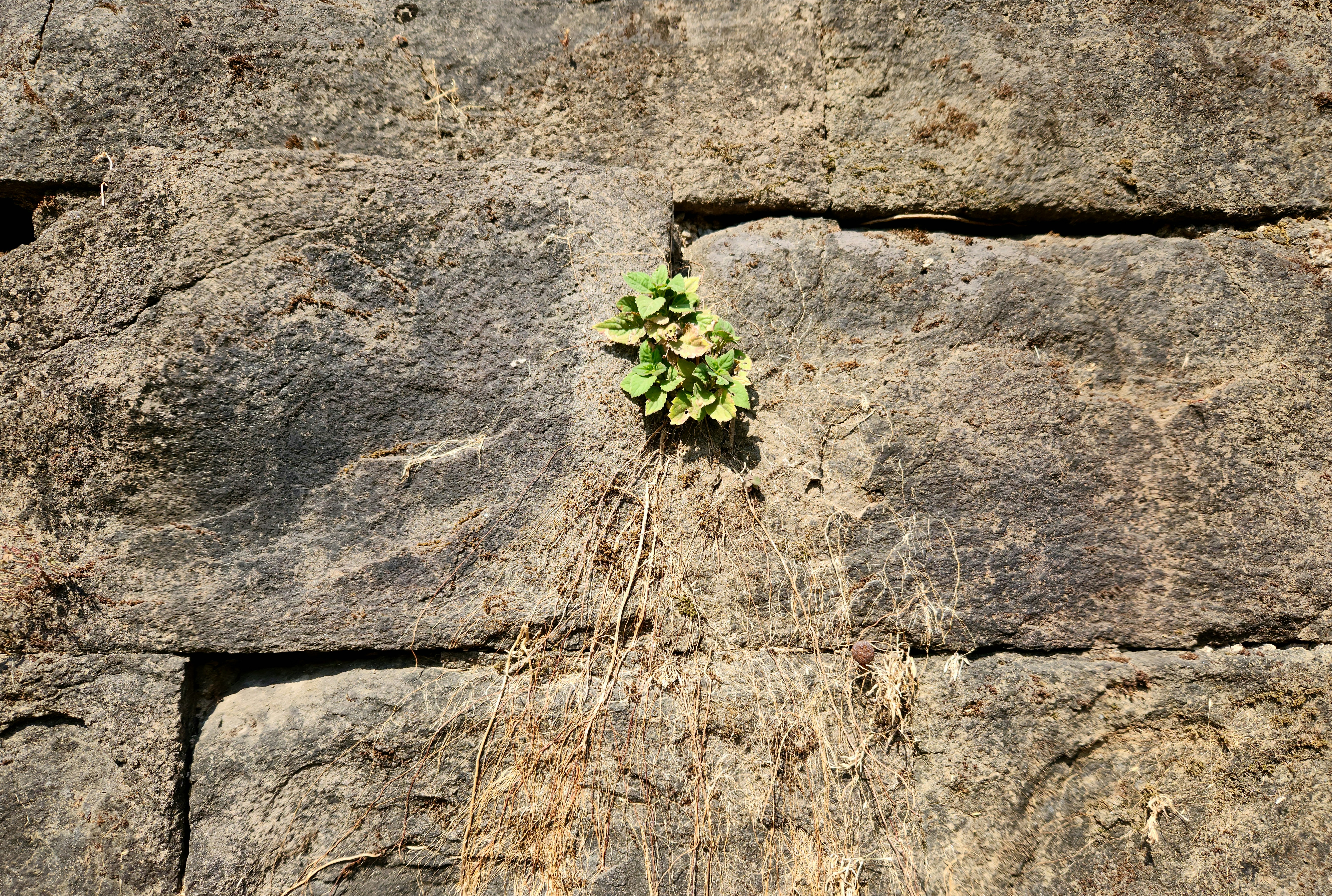 White Goosefoot plant is growing the cracks of the stone fort walls of Rajmachi Fort in the Western Ghats of India.