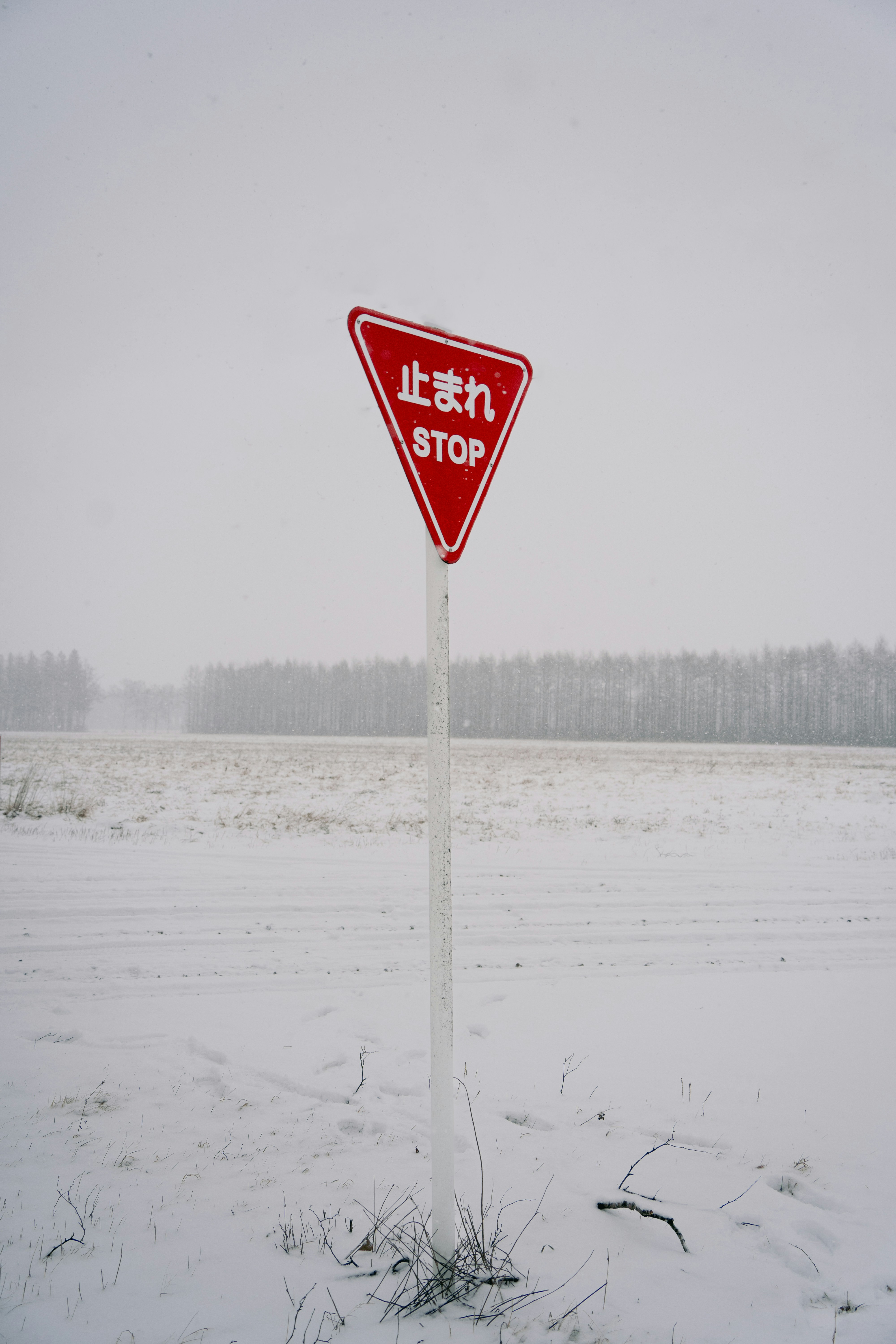 Lone Red Stop Sign Against a Snowbound Horizon